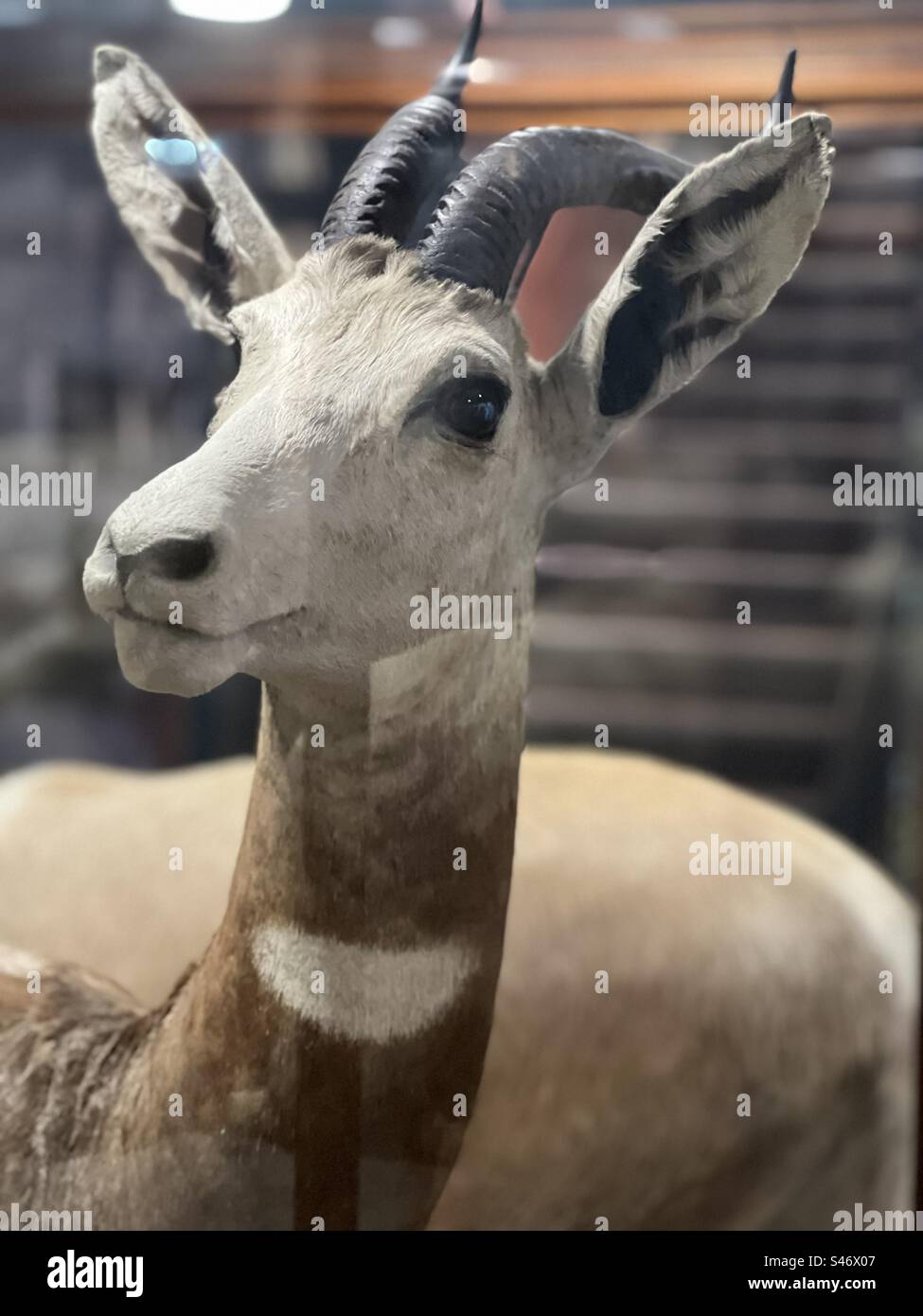 Antelope historical hi-res stock photography and images - Alamy