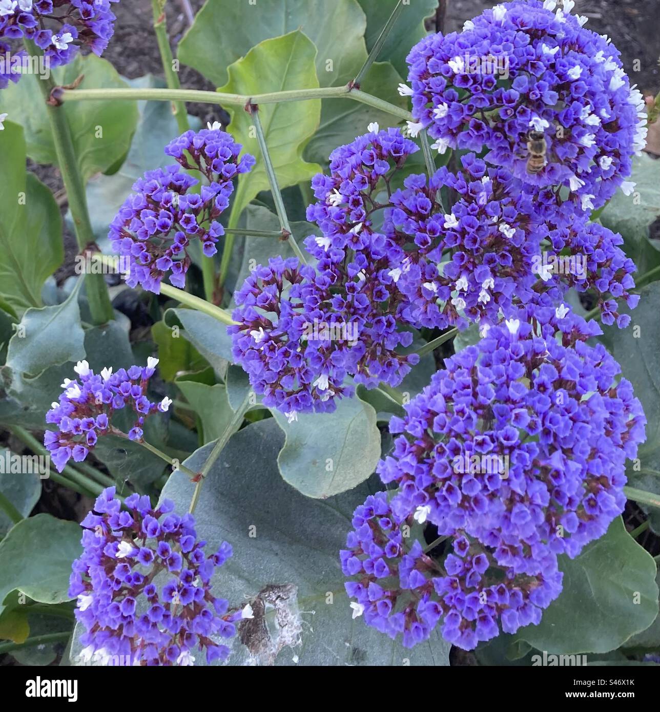 Statice hi-res stock photography and images - Alamy