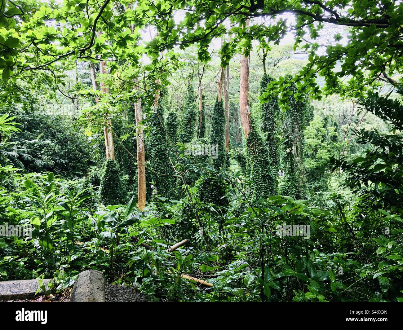 Trees in a tropical forest hi-res stock photography and images - Alamy