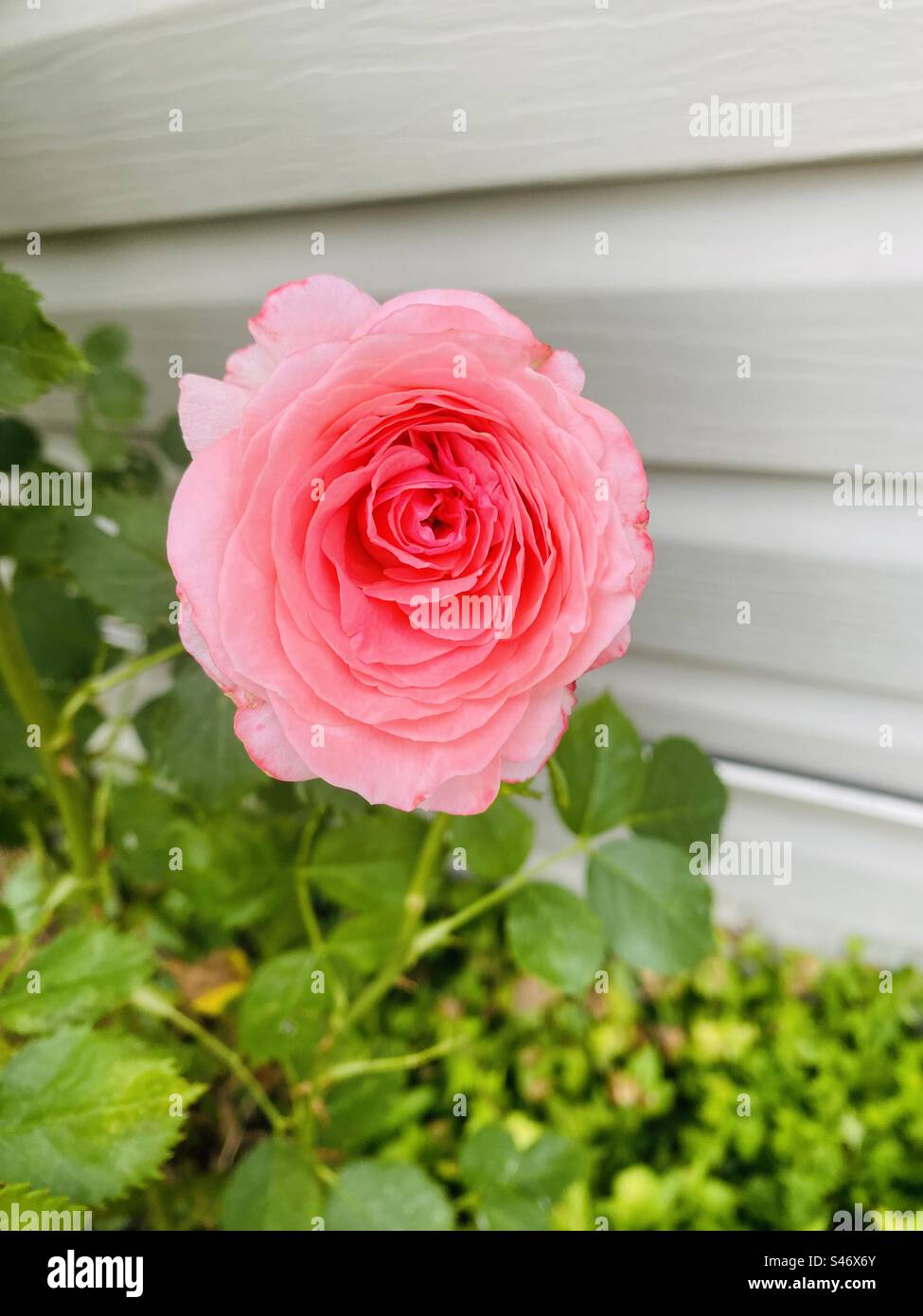 Pure light pink perfect rose hi-res stock photography and images - Alamy