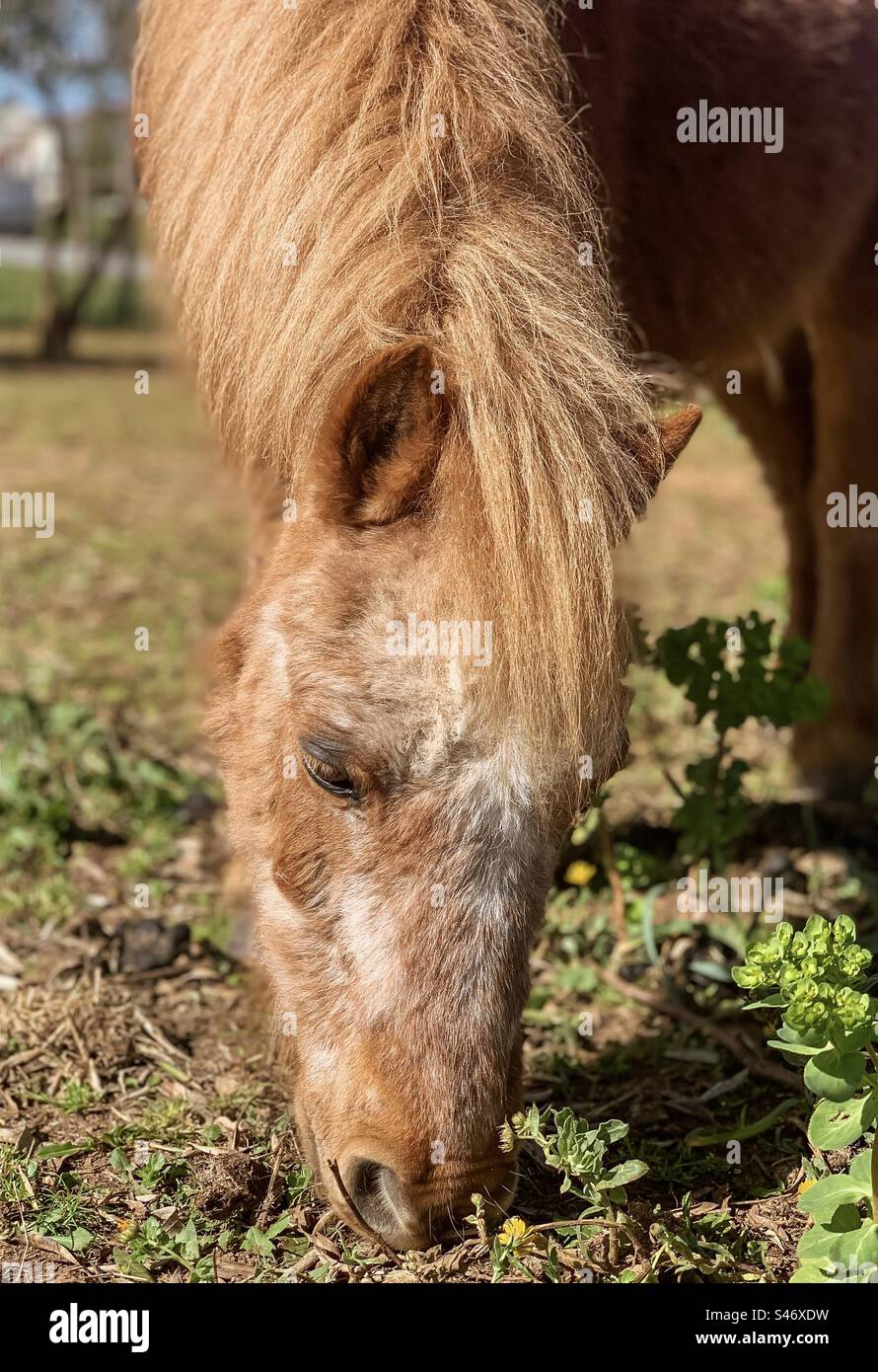 Ginger pony hi-res stock photography and images - Alamy
