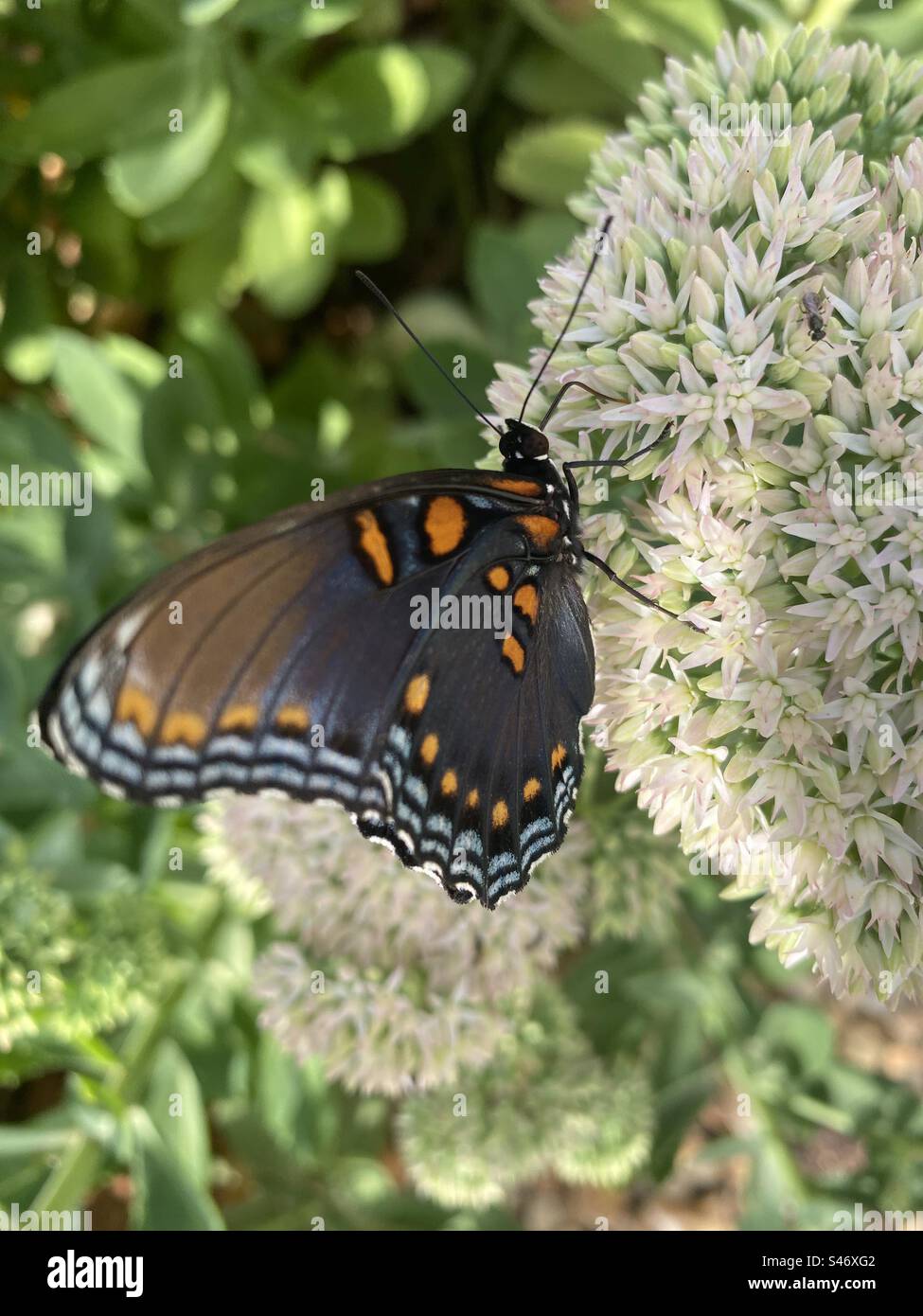 Butterfly legs hi-res stock photography and images - Alamy