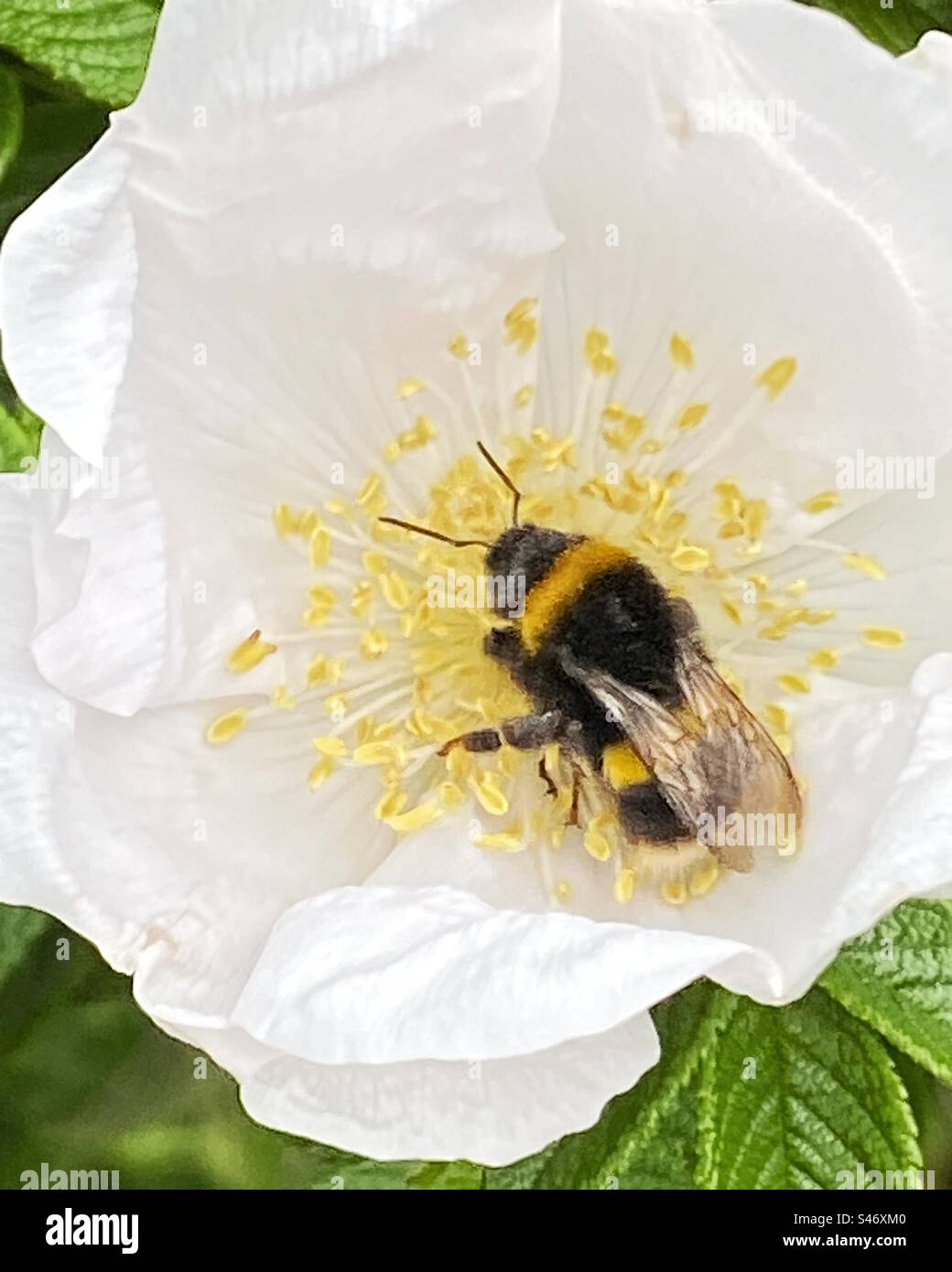 White rose bee hi-res stock photography and images - Alamy