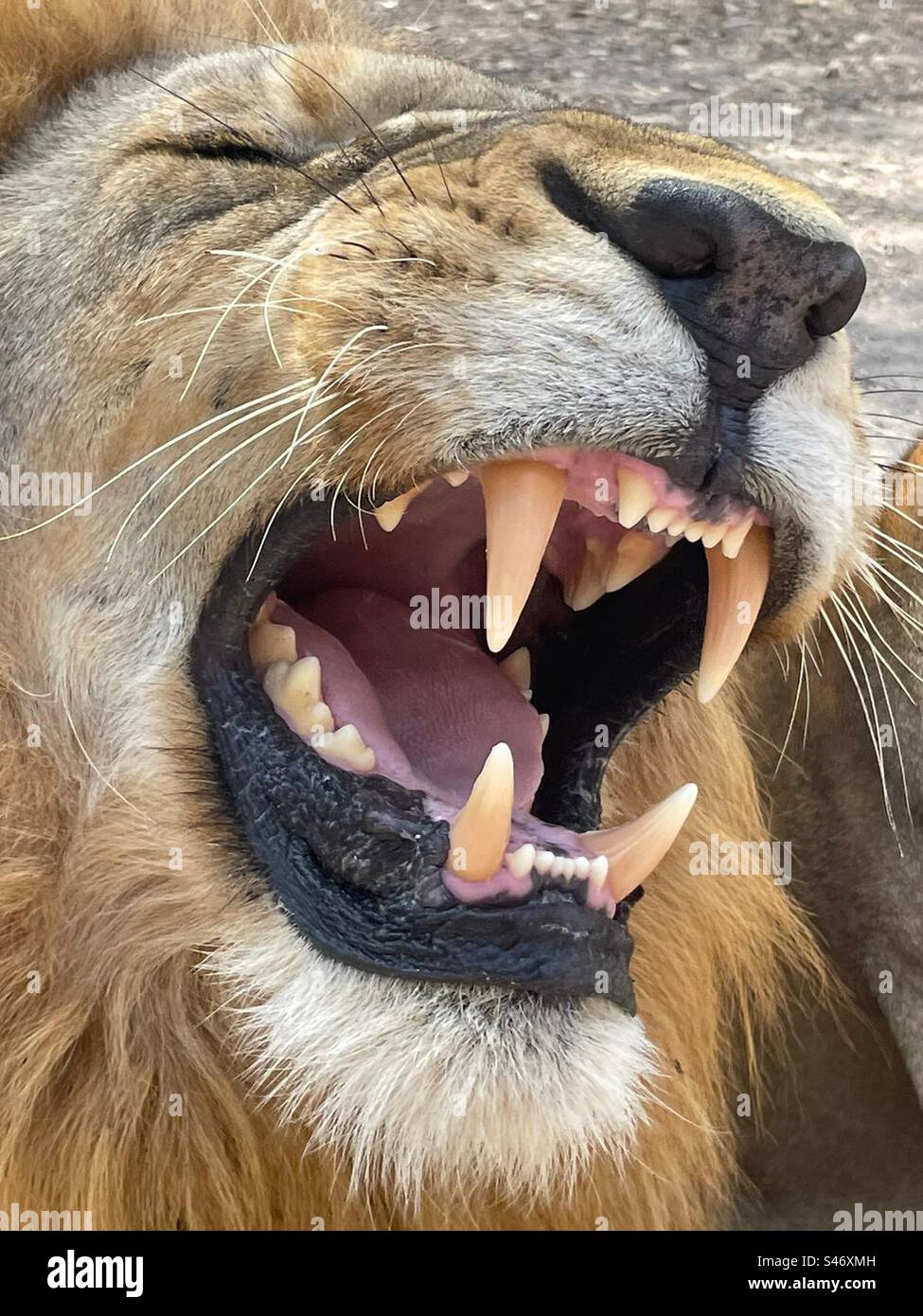 Long A With Lion Teeth