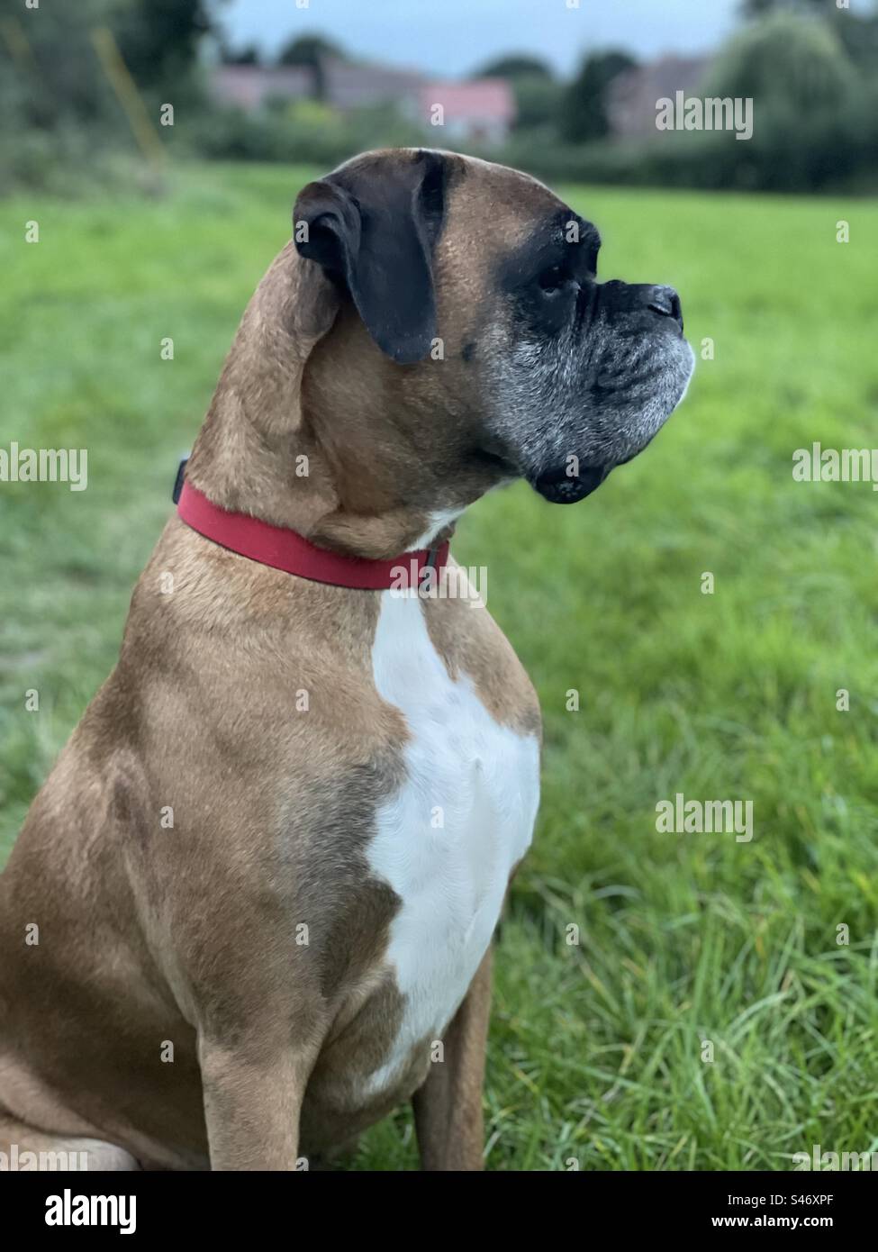 Black mask boxer hi-res stock photography and images - Alamy