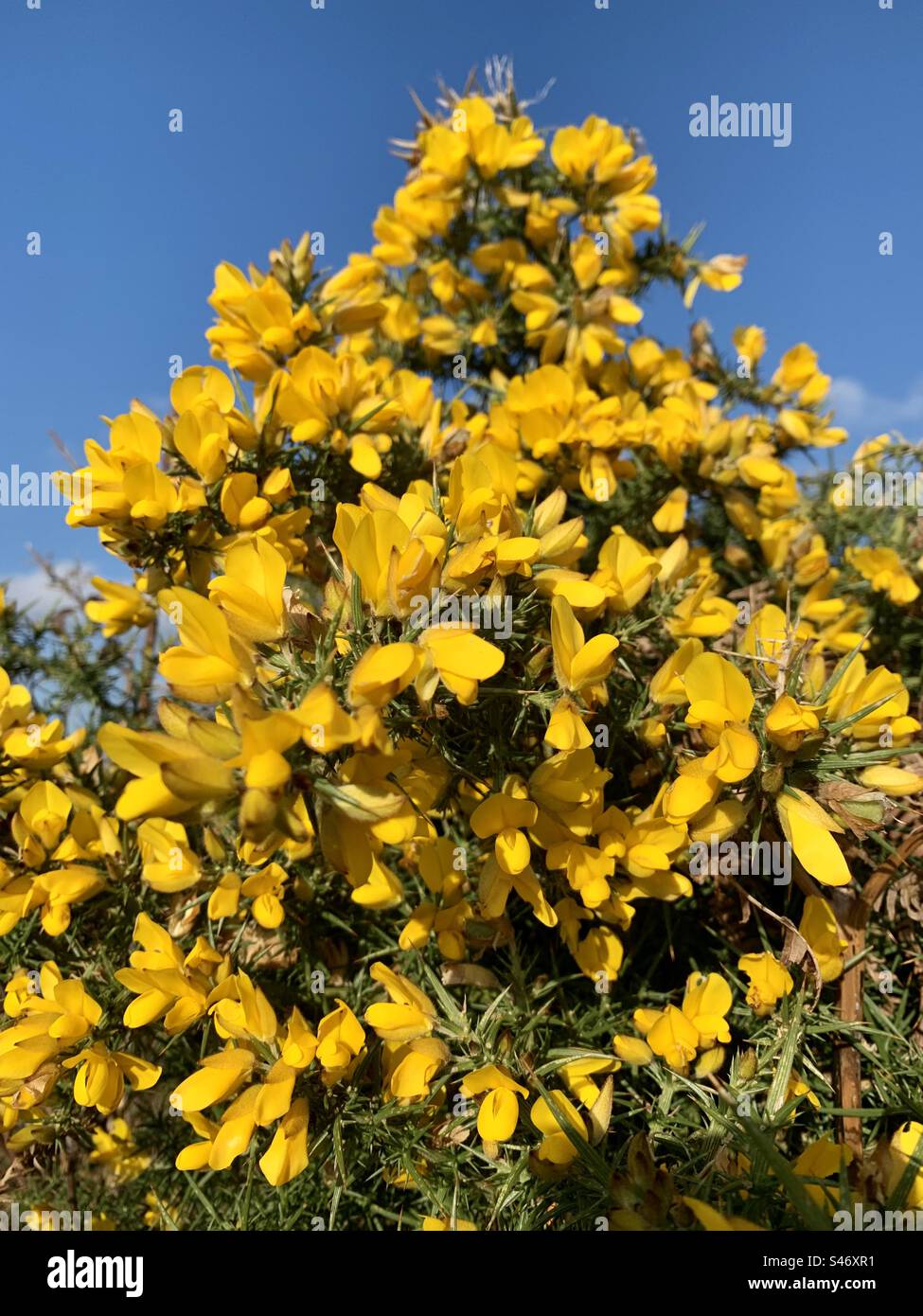 Gorse horse hi-res stock photography and images - Alamy