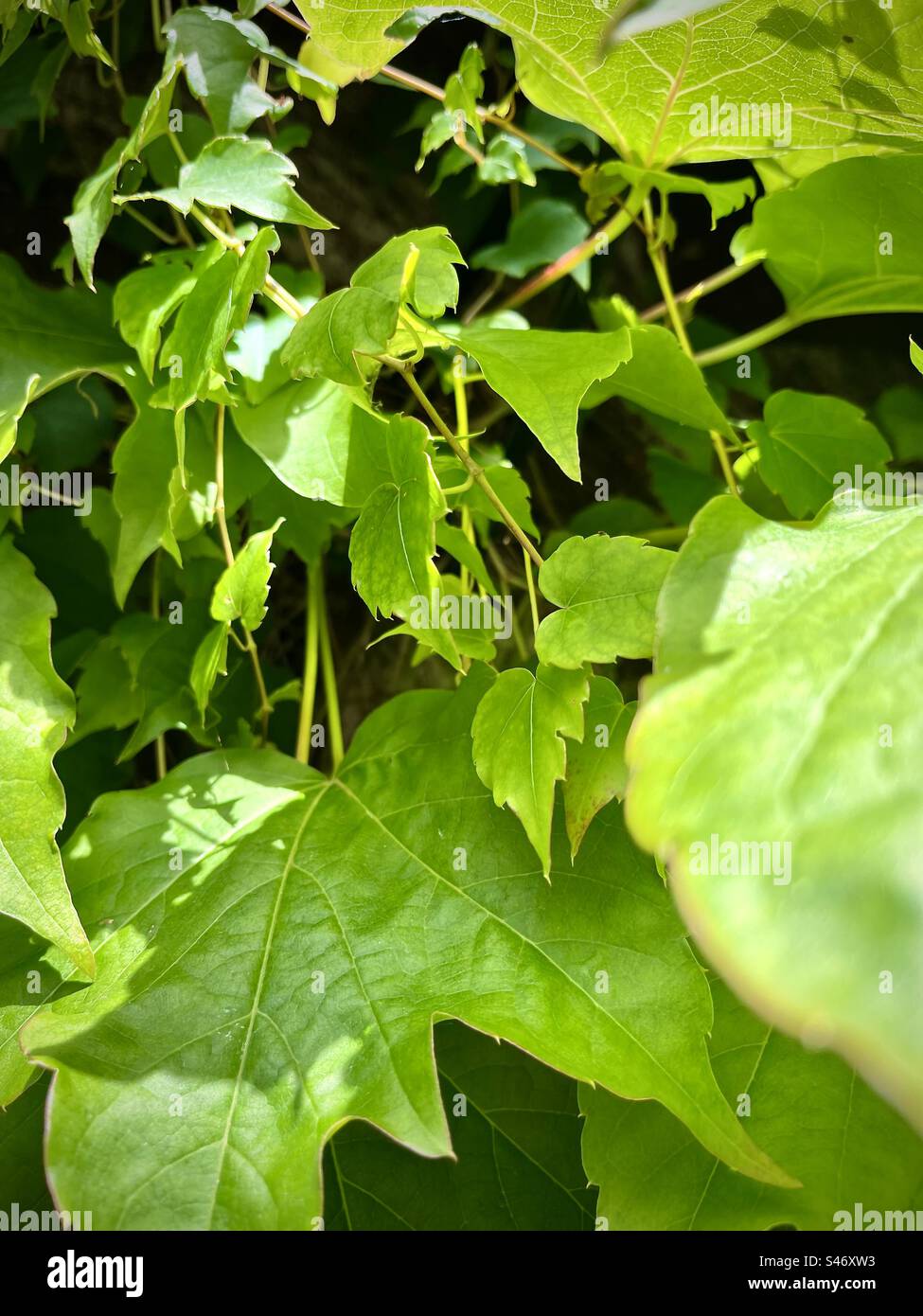 Green vine leaves hi-res stock photography and images - Alamy