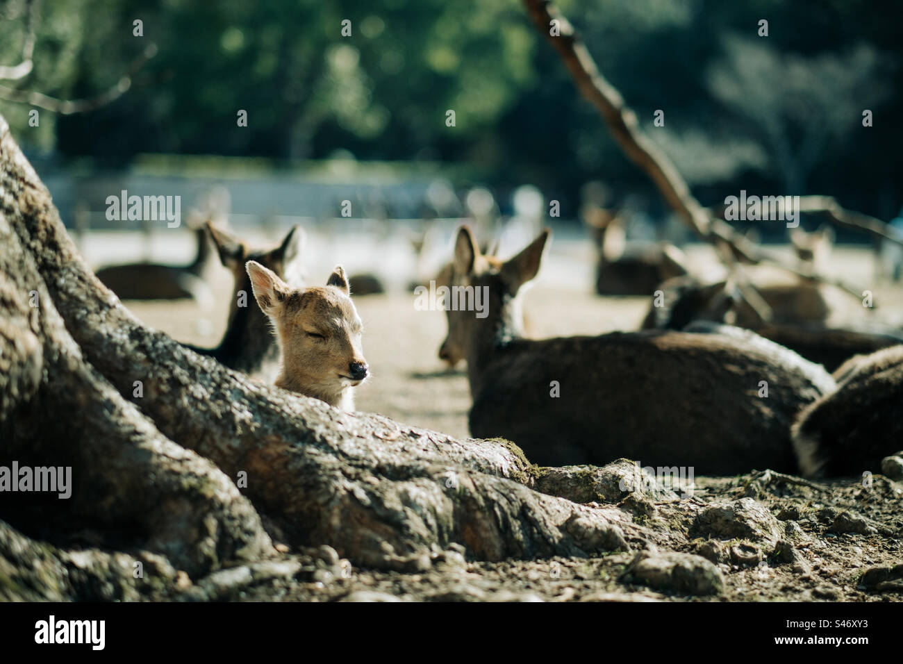 A sleeping deer with her packs laying on ground Stock Photo - Alamy