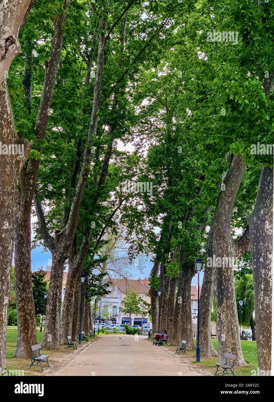 Tree lined pathway in Mouchão Park, Tomar, Portugal Stock Photo - Alamy