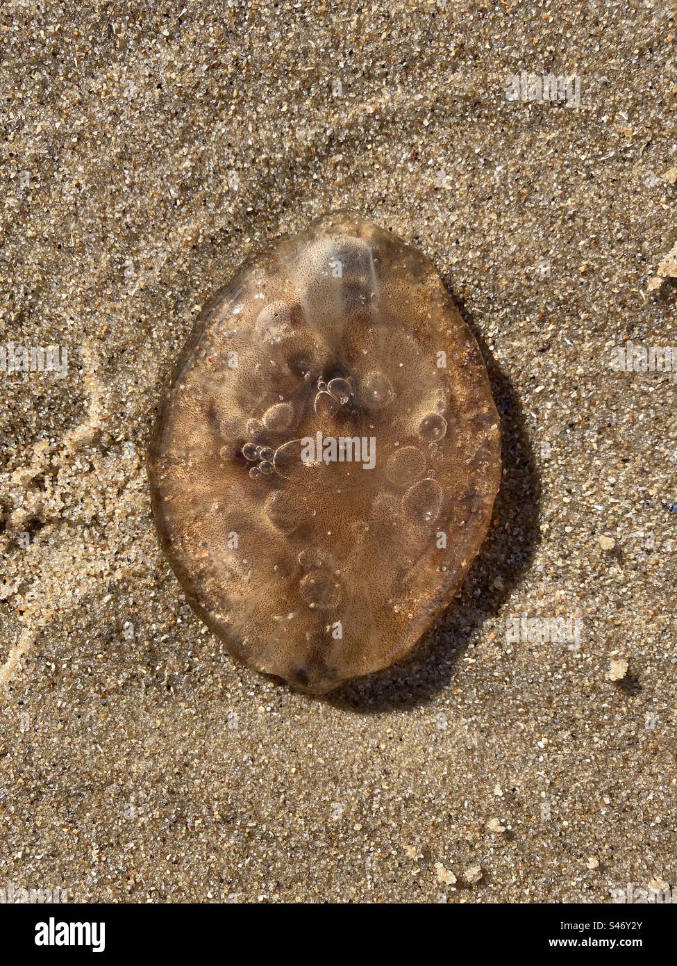 jellyfish on the beach Stock Photo - Alamy