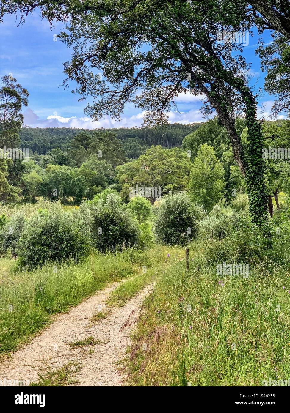 Track leading through a rural hike Stock Photo - Alamy