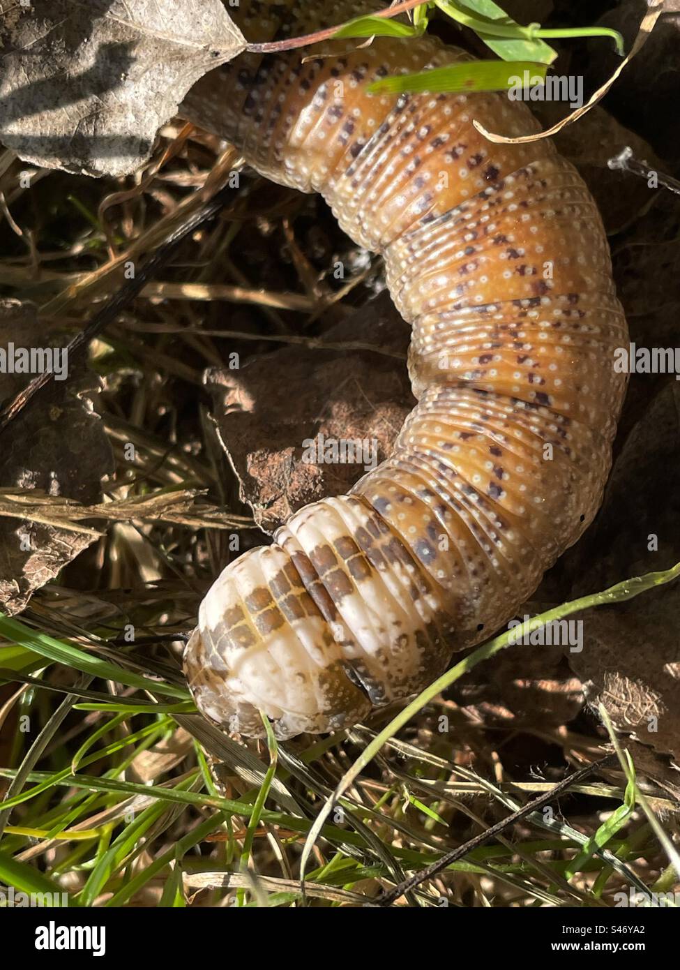 African Deathhead Moth caterpillar, Jura, France Stock Photo - Alamy