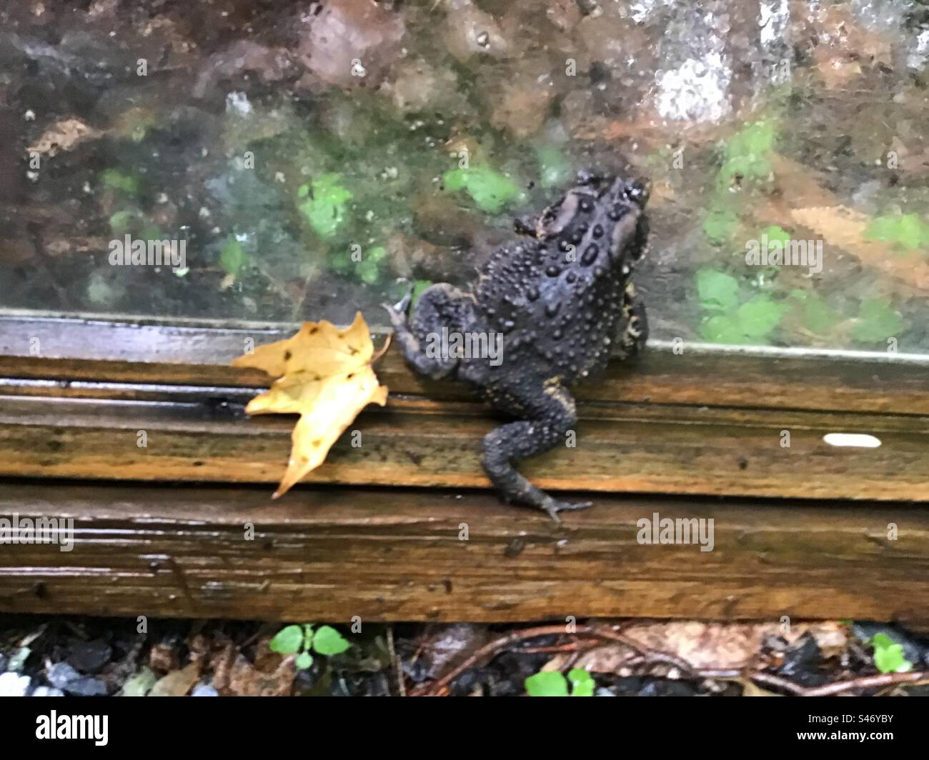 Toad scrambling on an old discarded window with a maple leaf underfoot ...