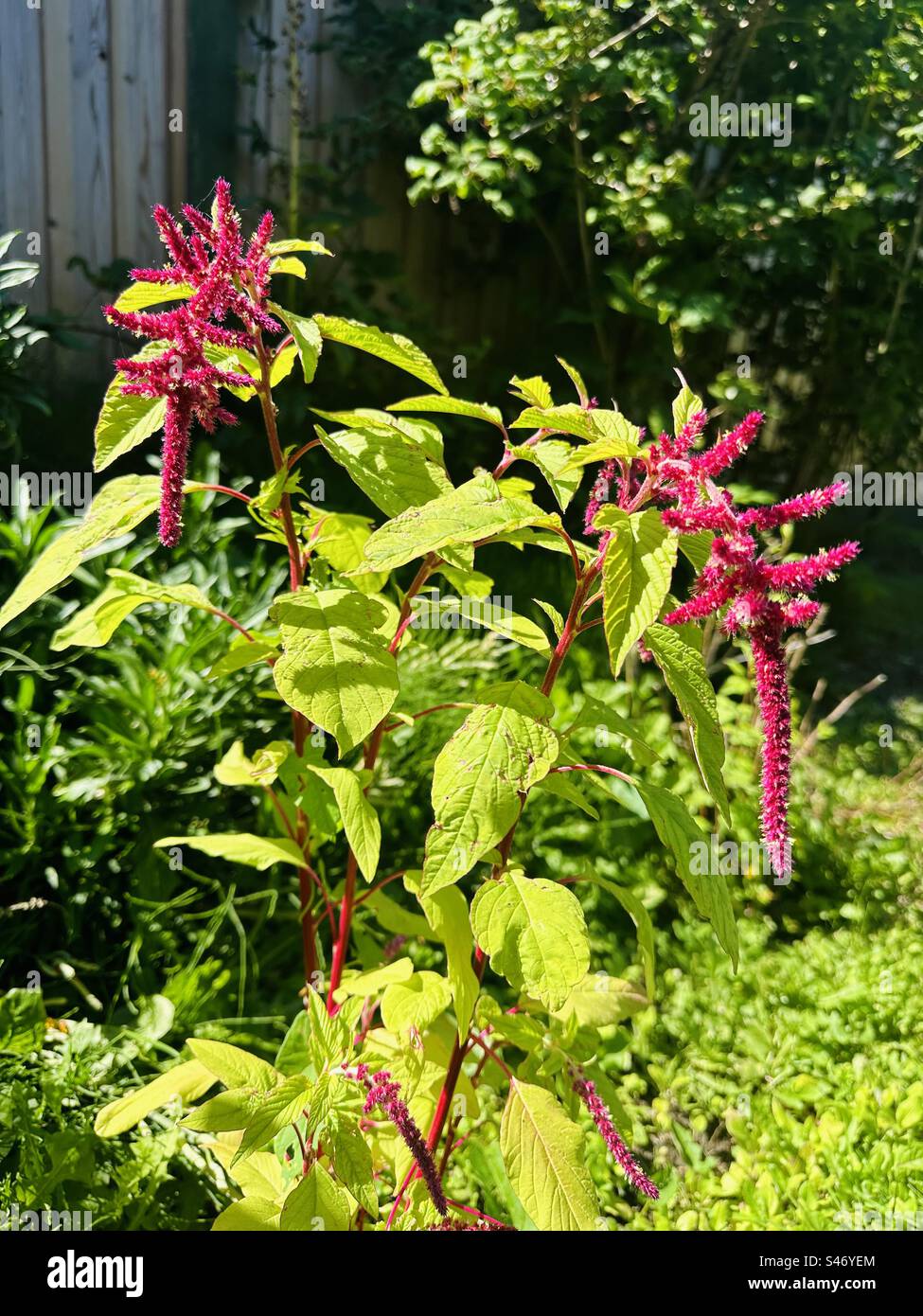 Amaranthus flowers in bloom Stock Photo - Alamy