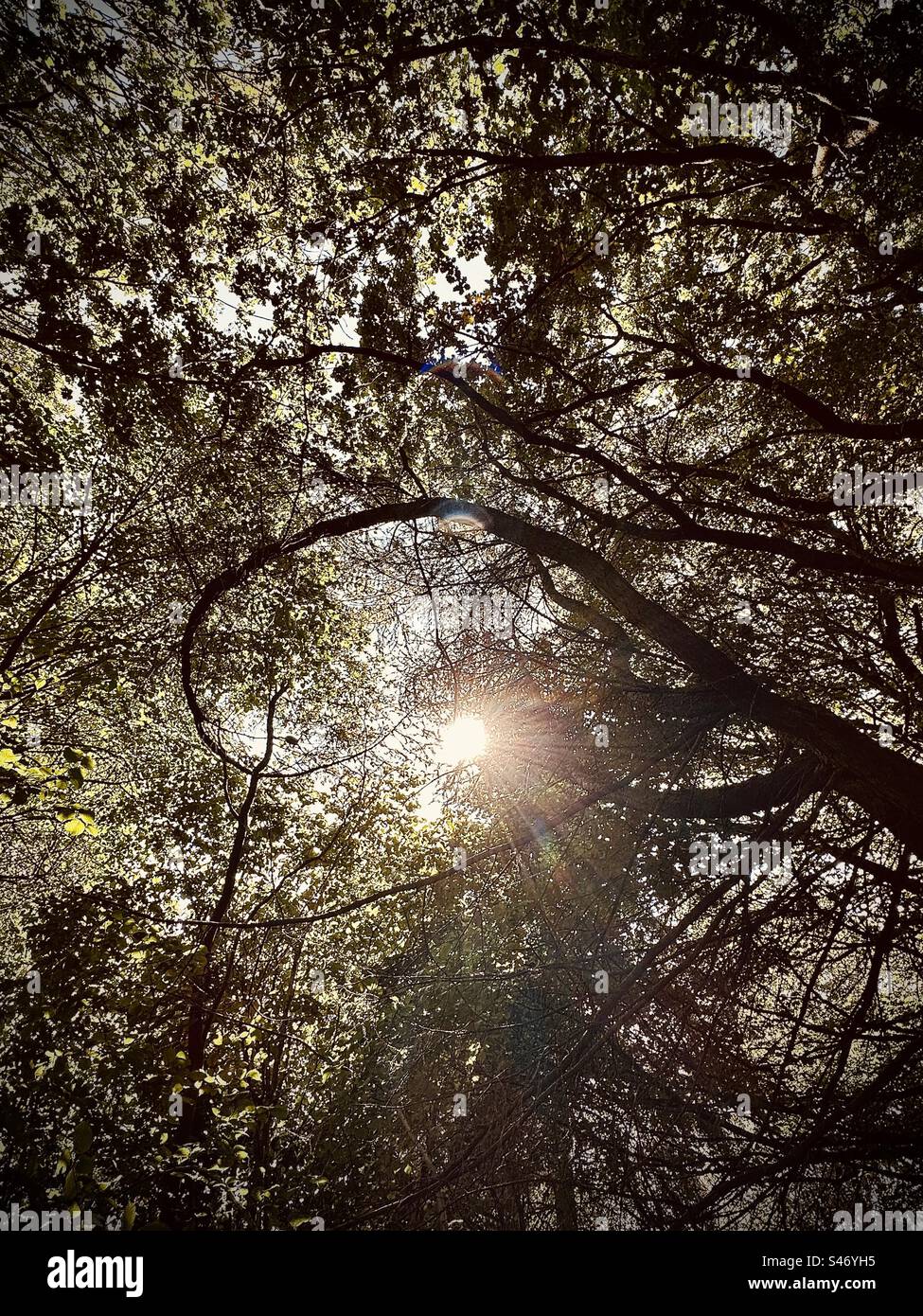 Canopy woodland tree abstract hi-res stock photography and images - Alamy
