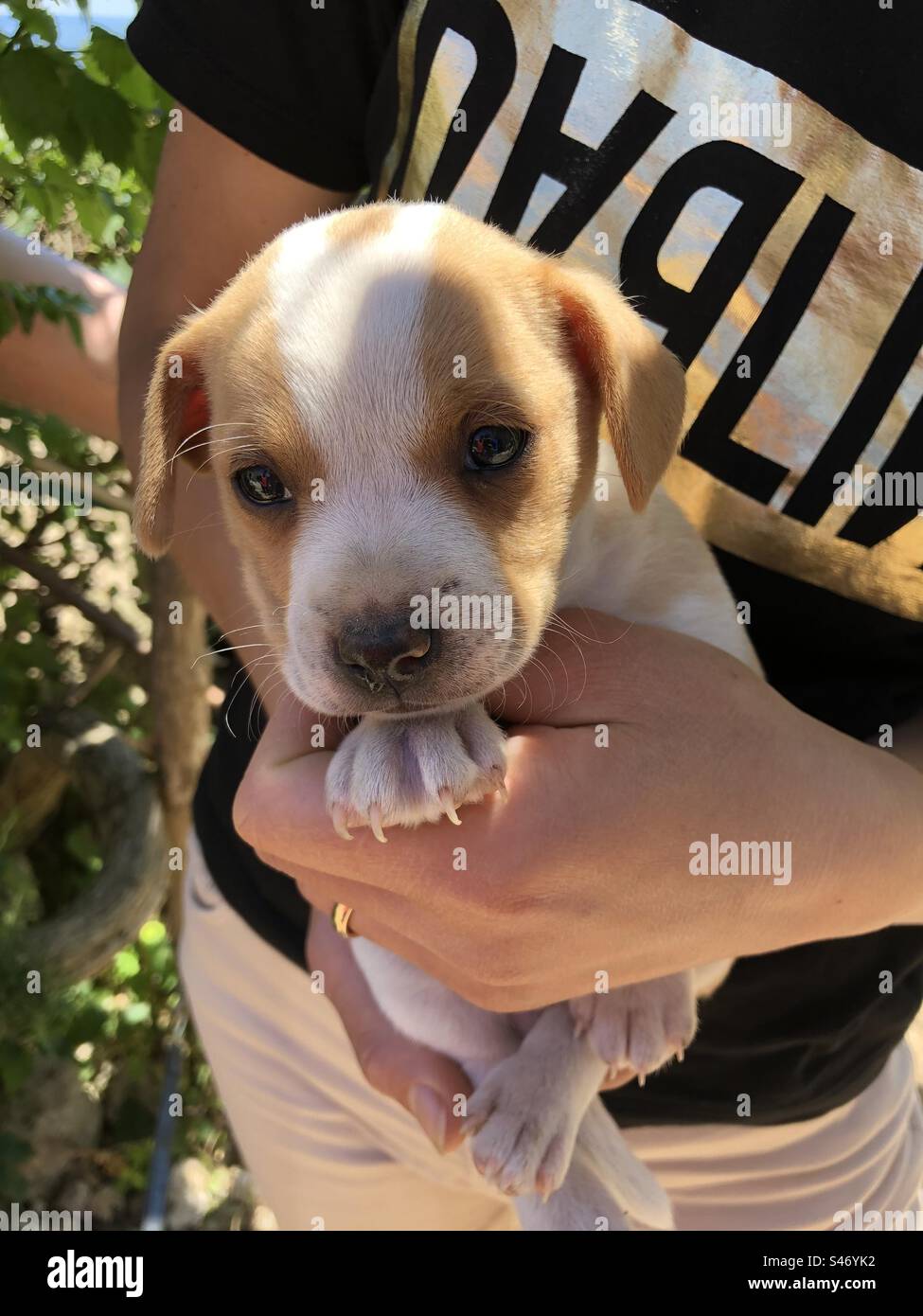 Stellina hi-res stock photography and images - Alamy