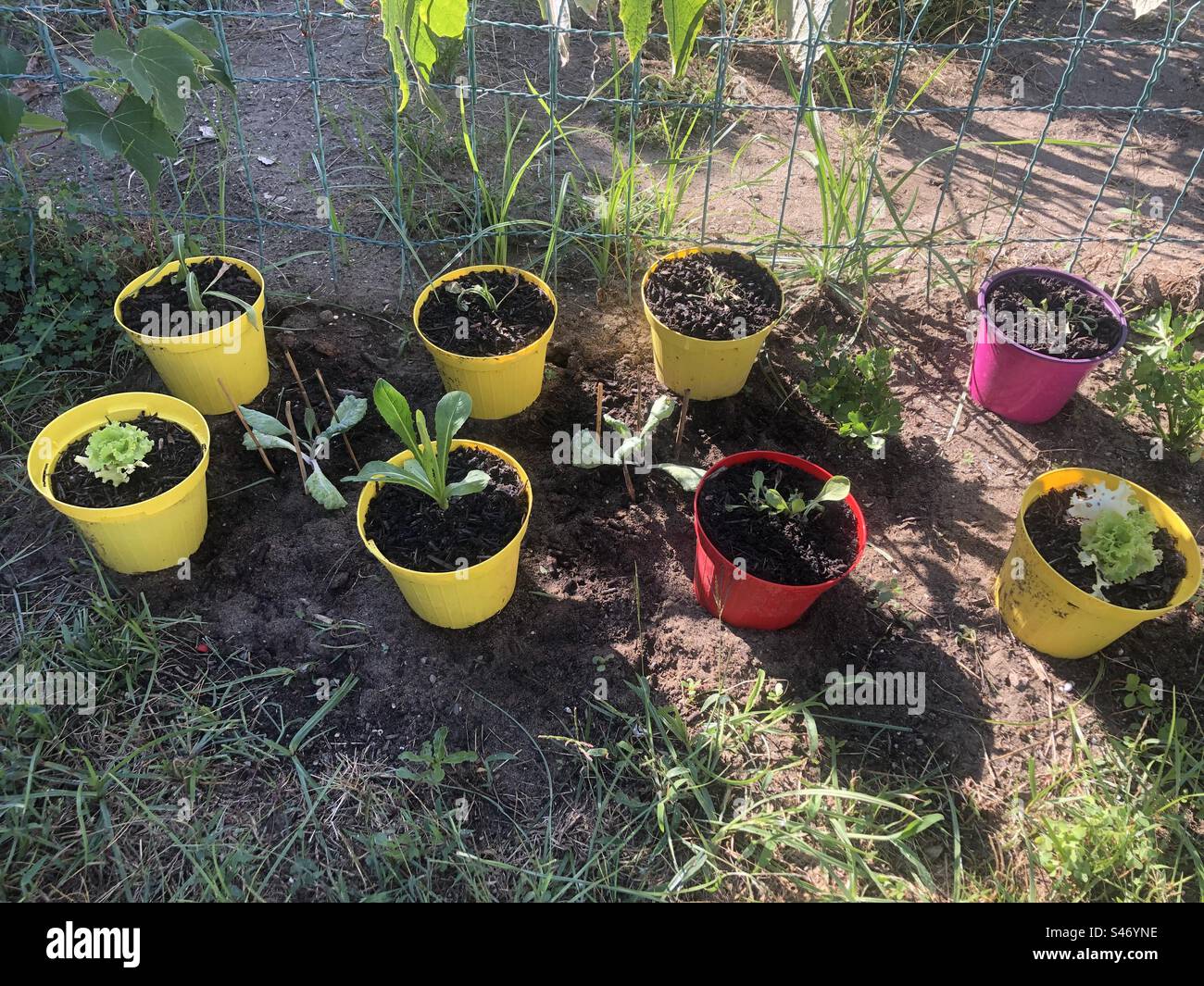 Vegetable plants in pots hi-res stock photography and images - Alamy