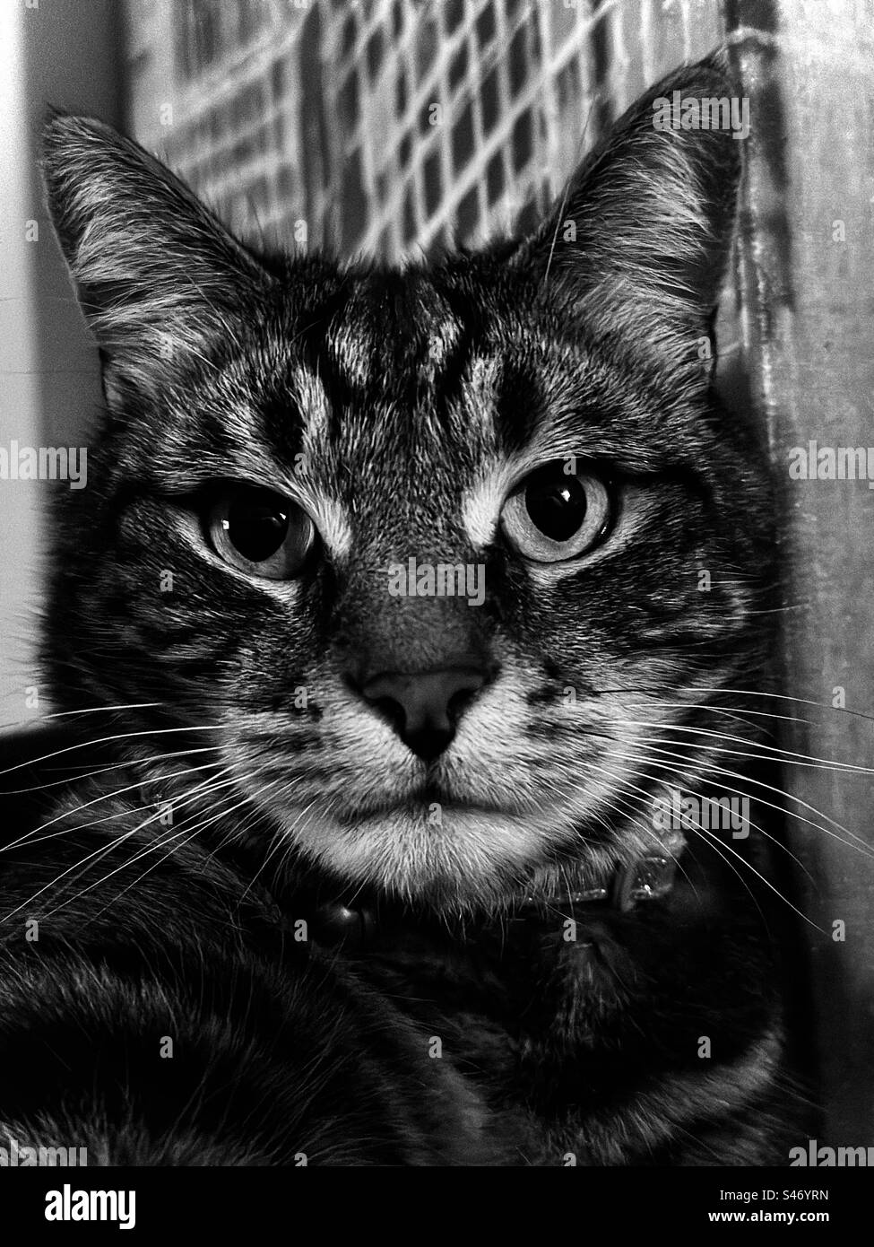 Rescue cat hi-res stock photography and images - Alamy