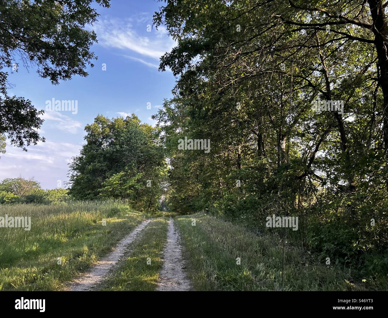 Trees alongside road hi-res stock photography and images - Alamy