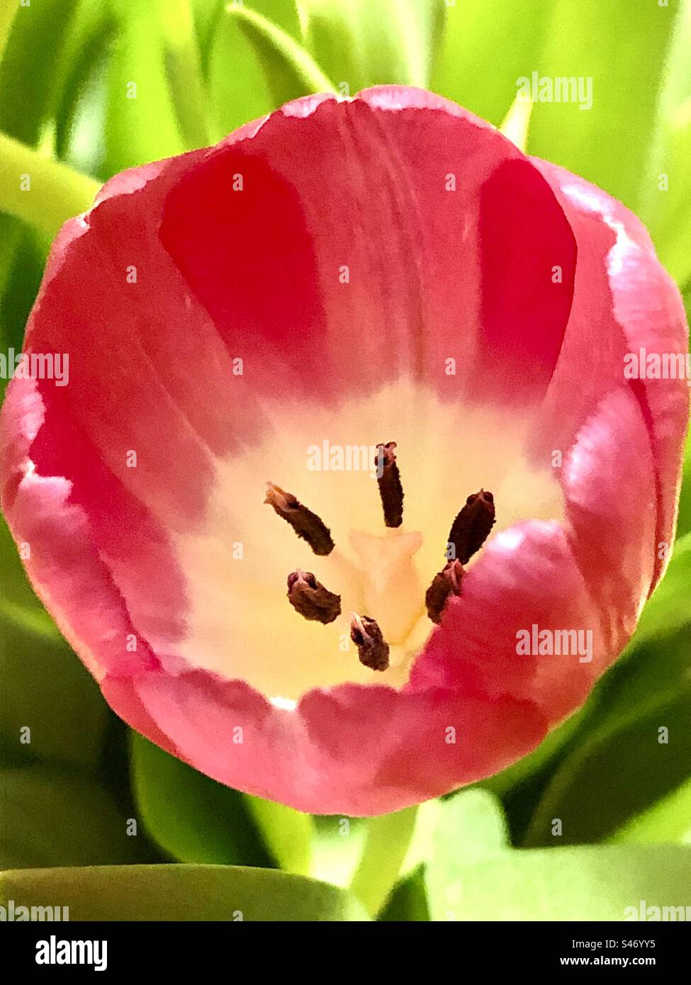 Dark pink tulip bloom up close and green leaves as background Stock ...