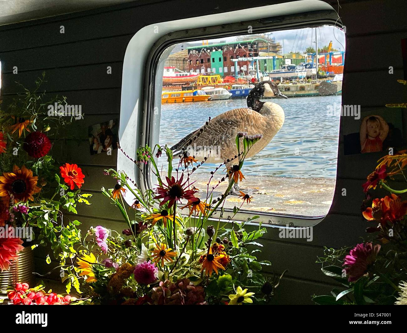 Goose boat hi-res stock photography and images - Alamy