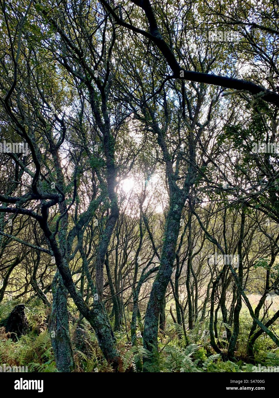 Sunlight shining through trees Stock Photo - Alamy