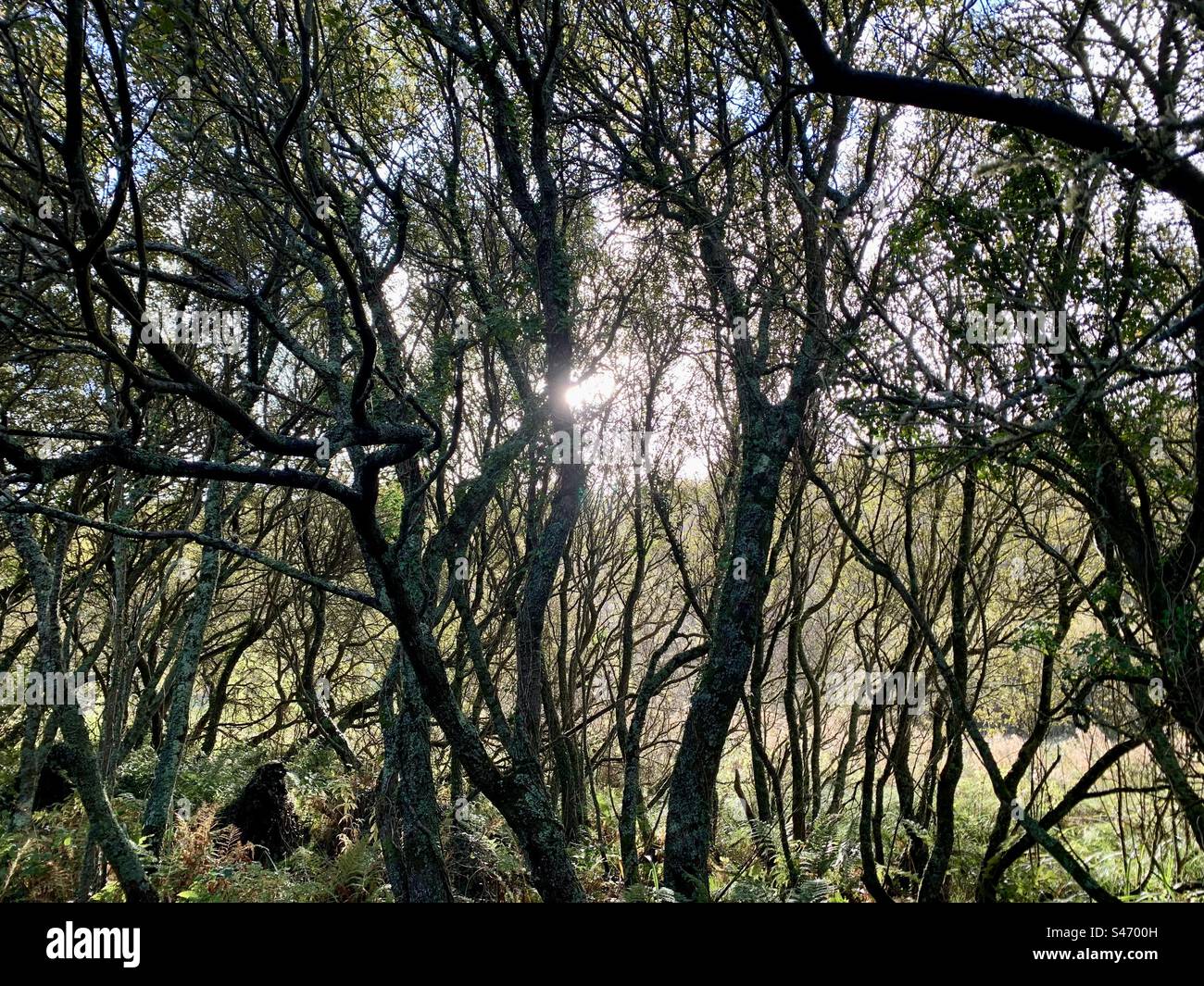 Sunlight shining through tangled trees Stock Photo - Alamy