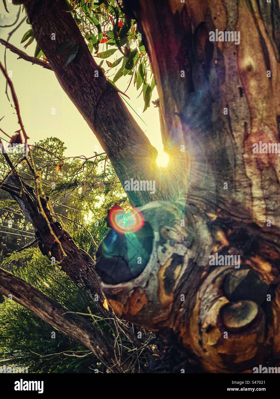 Scenic view of plants, lush foliage and sunbeam through tree trunk with ...