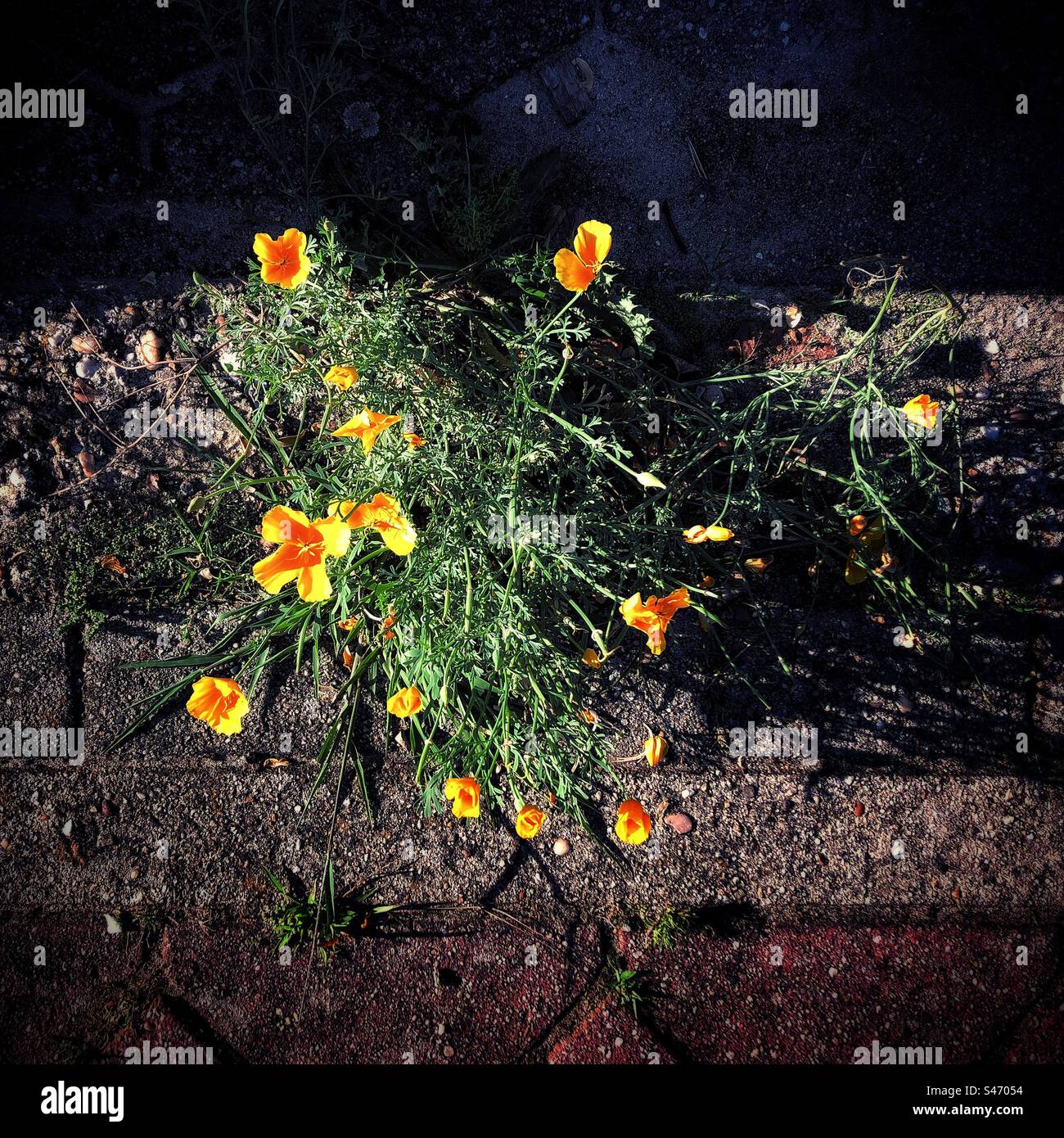 Rebellious nature hi-res stock photography and images - Alamy