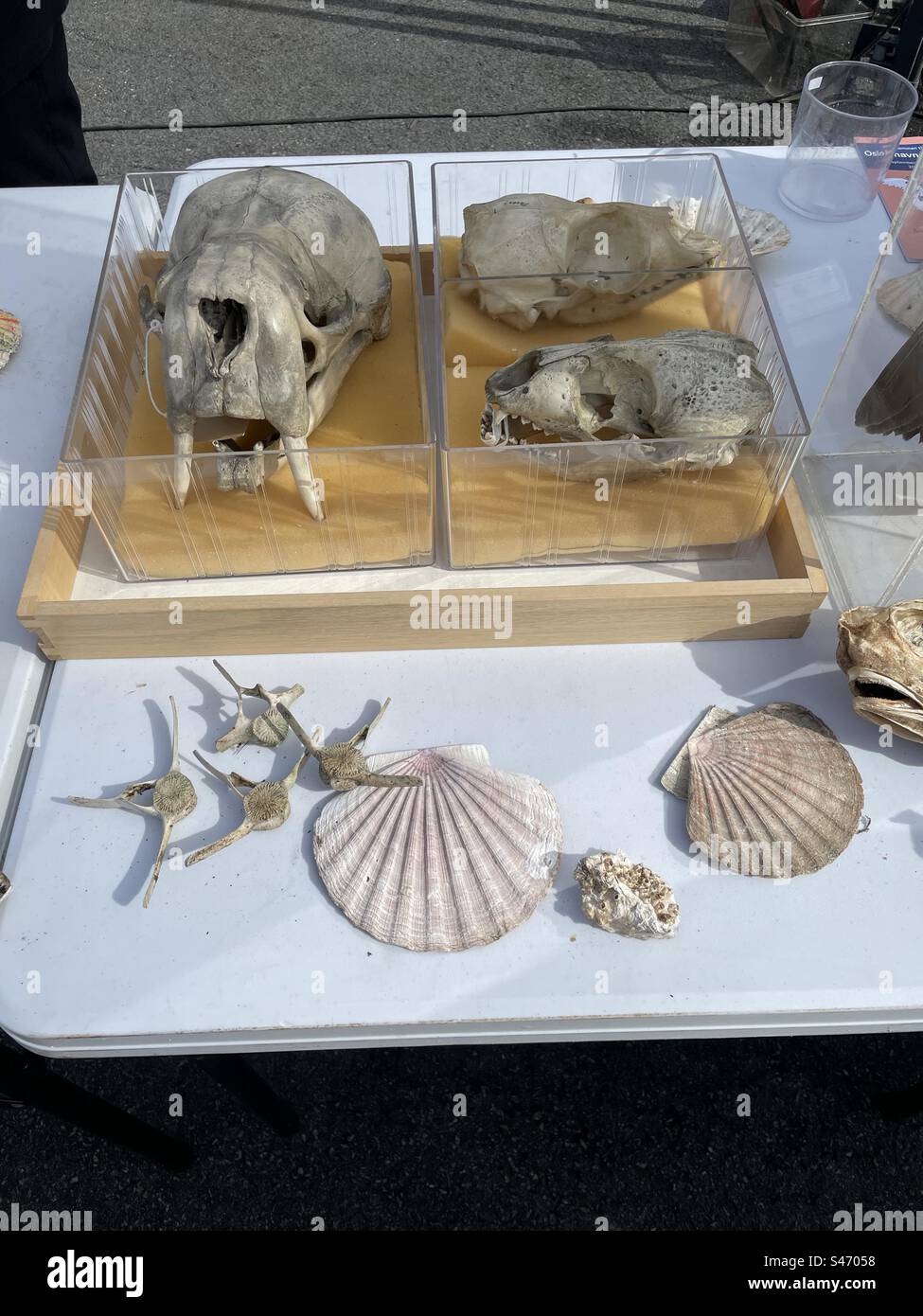 Sea life ocean hi-res stock photography and images - Alamy