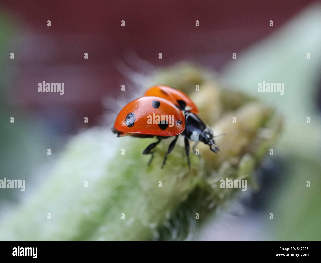 7 Spot Lady Bird and Sunflower Stalk Stock Photo - Alamy