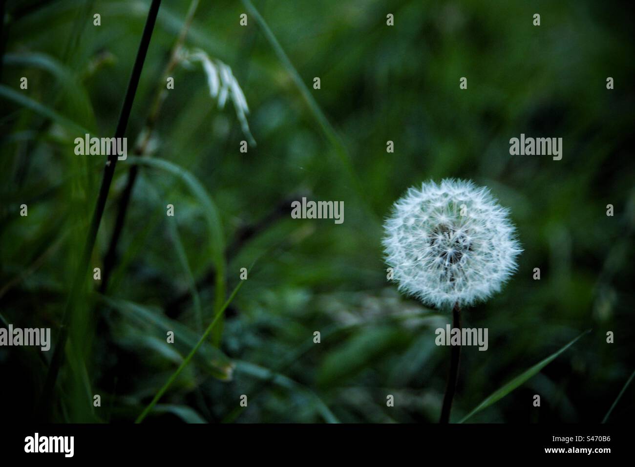 Seeds ball hi-res stock photography and images - Alamy
