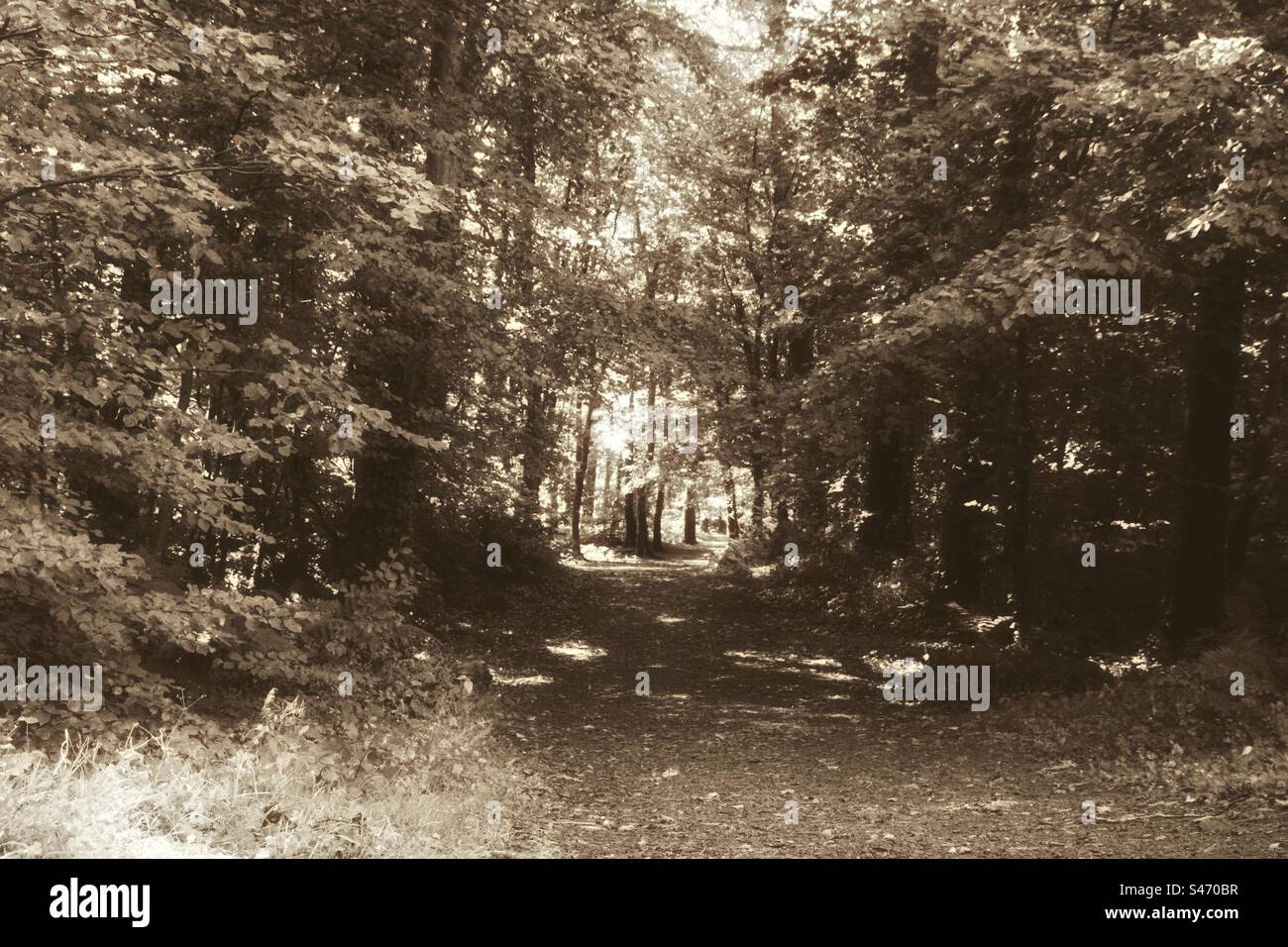 Spooky path woods hi-res stock photography and images - Alamy
