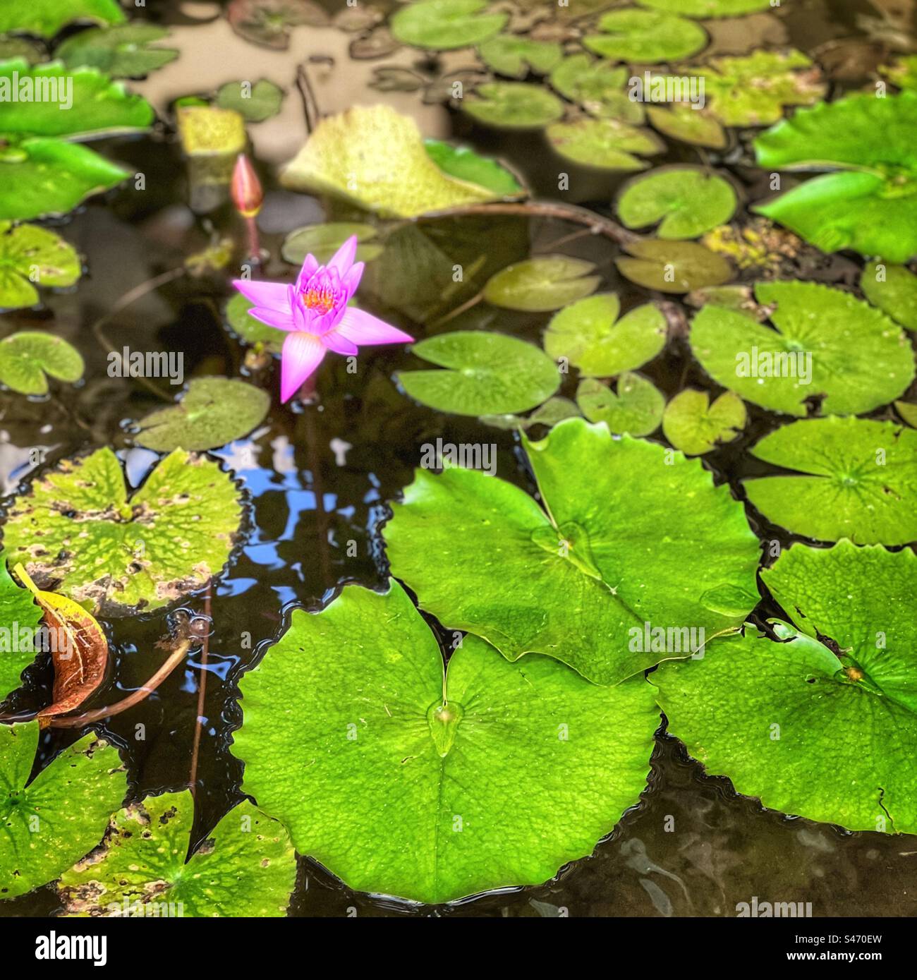 Purple pad hi-res stock photography and images - Alamy