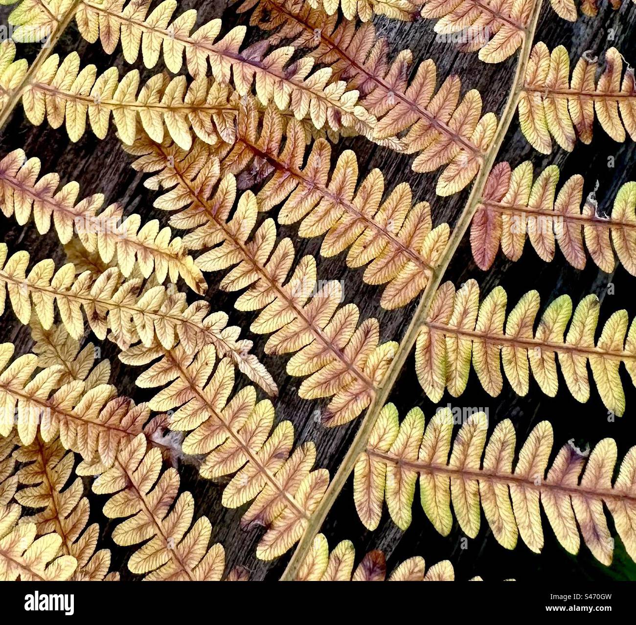 Autumn bracken hi-res stock photography and images - Alamy