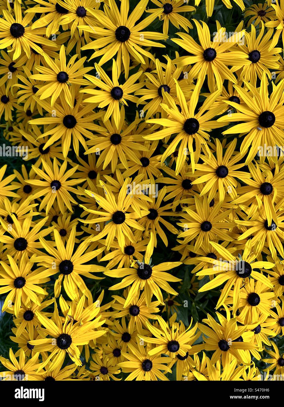 Gorgeous yellow flowers hi-res stock photography and images - Alamy