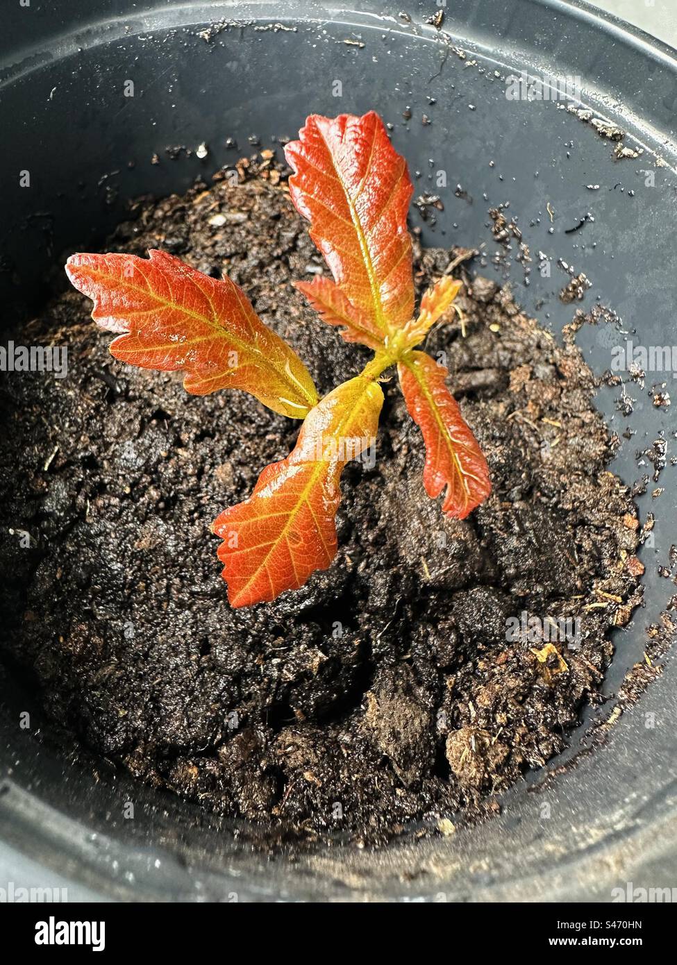 A sprouting oak tree in a pot Stock Photo - Alamy
