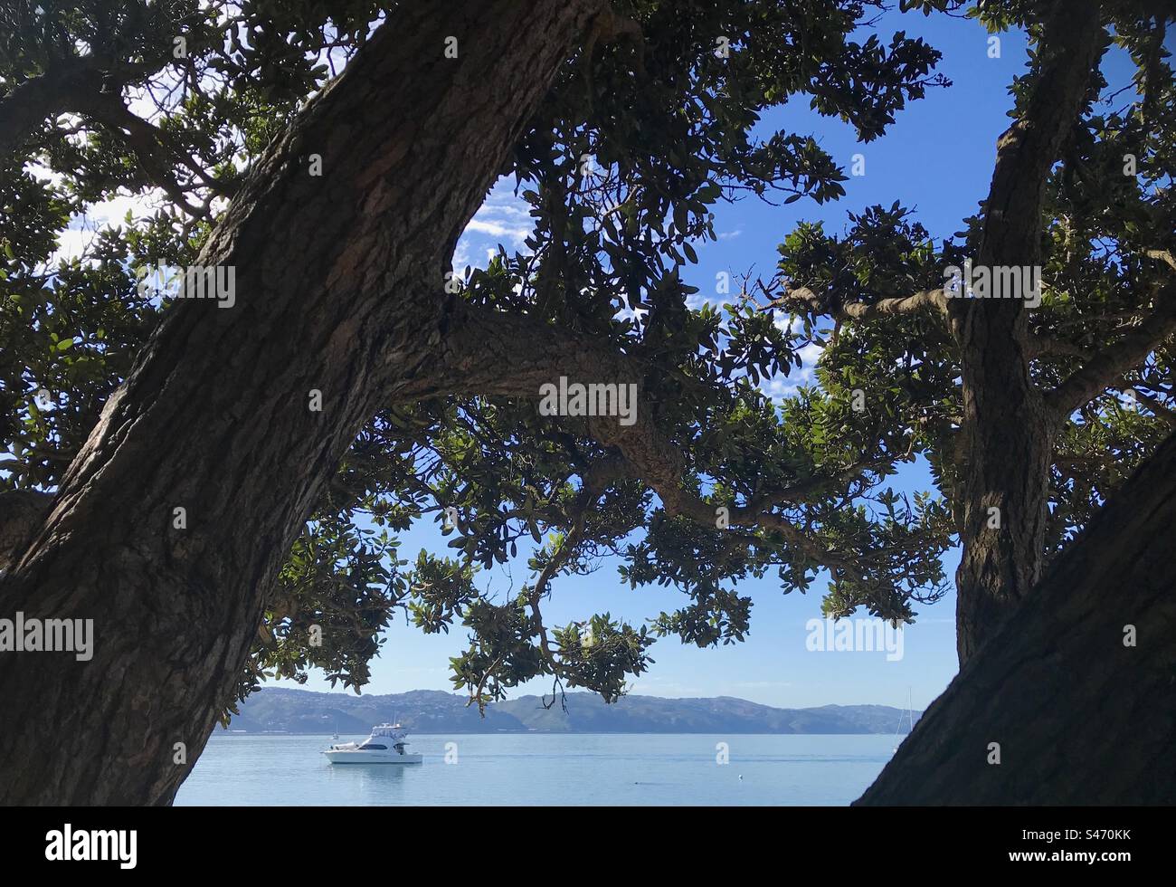 Boat trees hi-res stock photography and images - Alamy