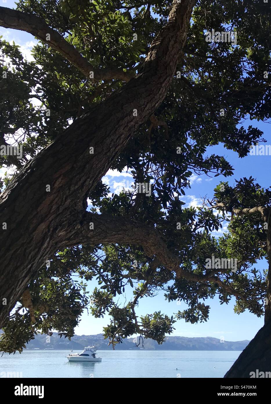 Boat trees hi-res stock photography and images - Alamy