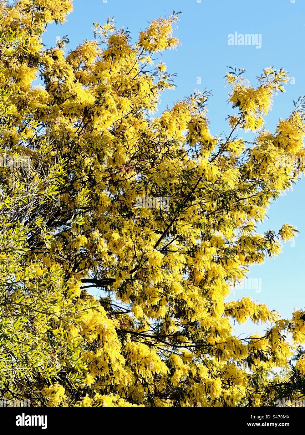 Wattle flower hi-res stock photography and images - Alamy