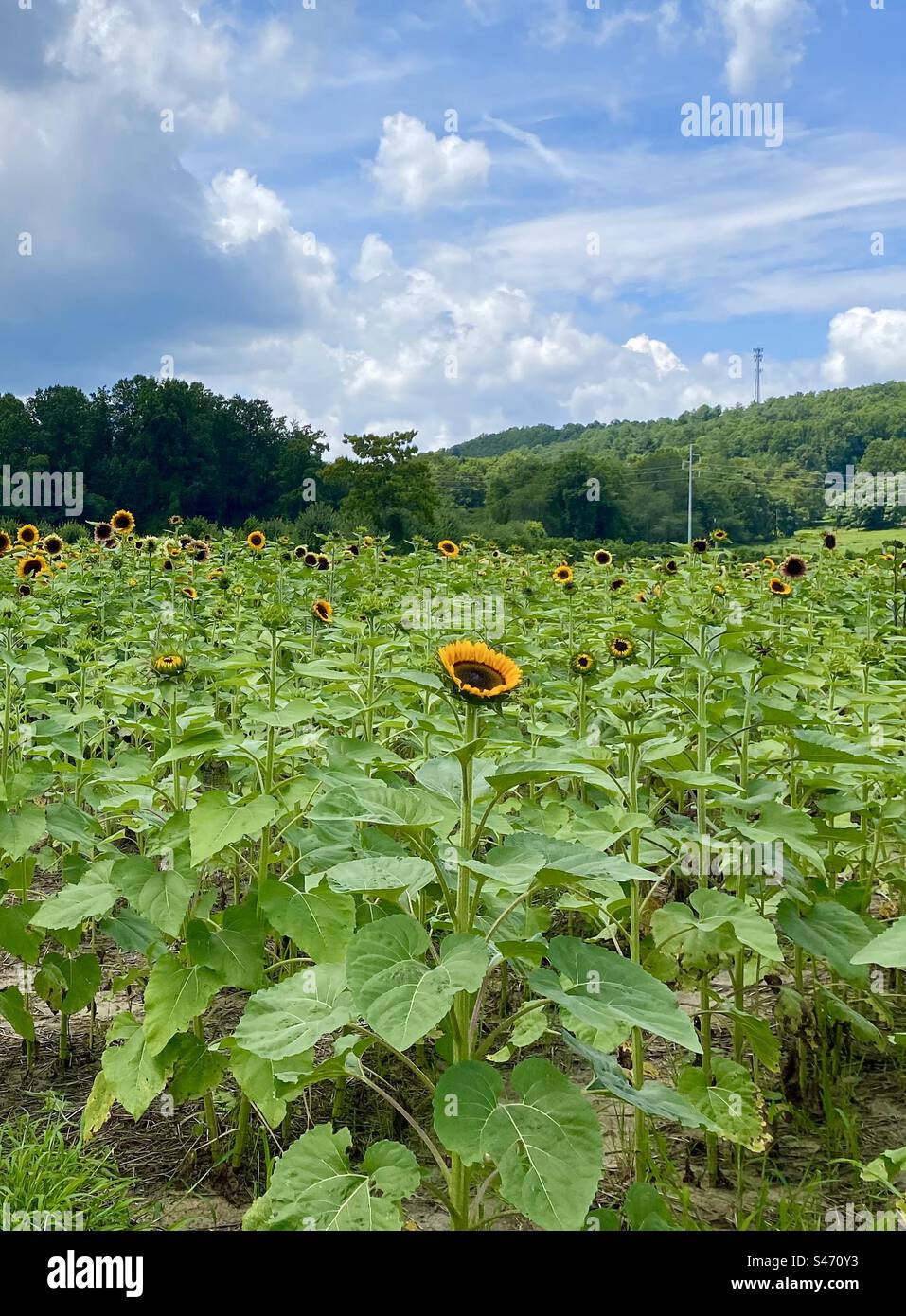 Sunflowers mountain hi-res stock photography and images - Alamy