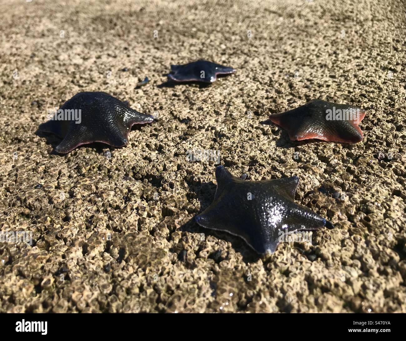 Star fish hi-res stock photography and images - Alamy