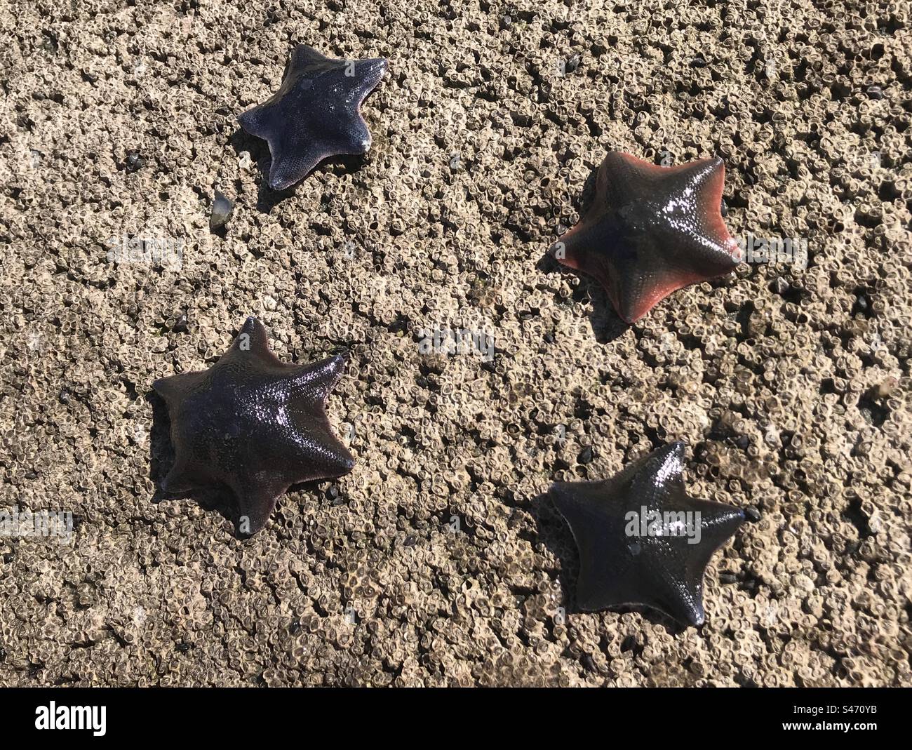 Star fish family on sea wall Stock Photo - Alamy