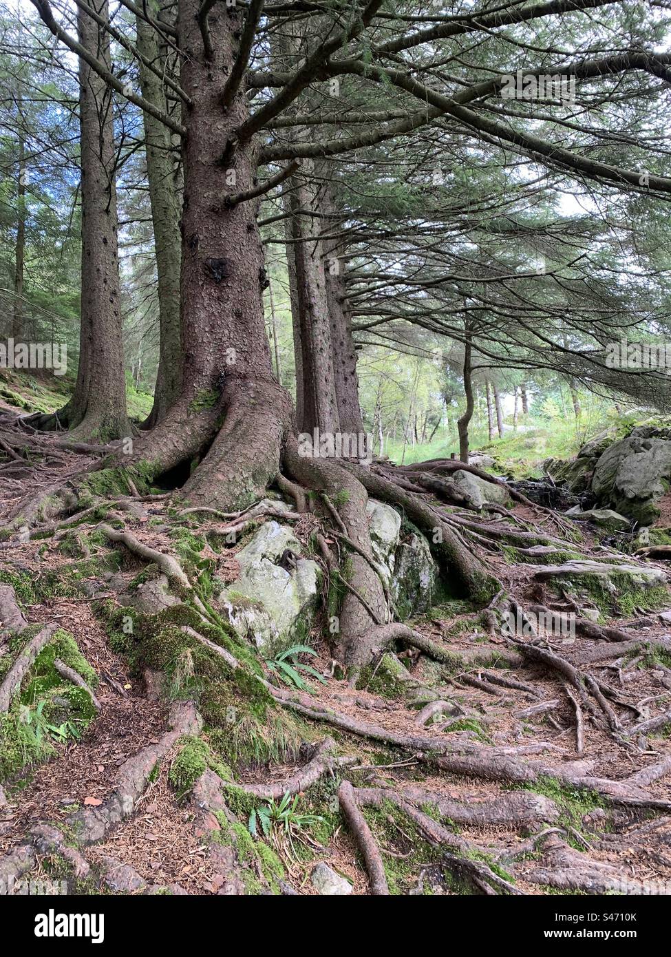 Tree roots in forest around Bergen Stock Photo - Alamy