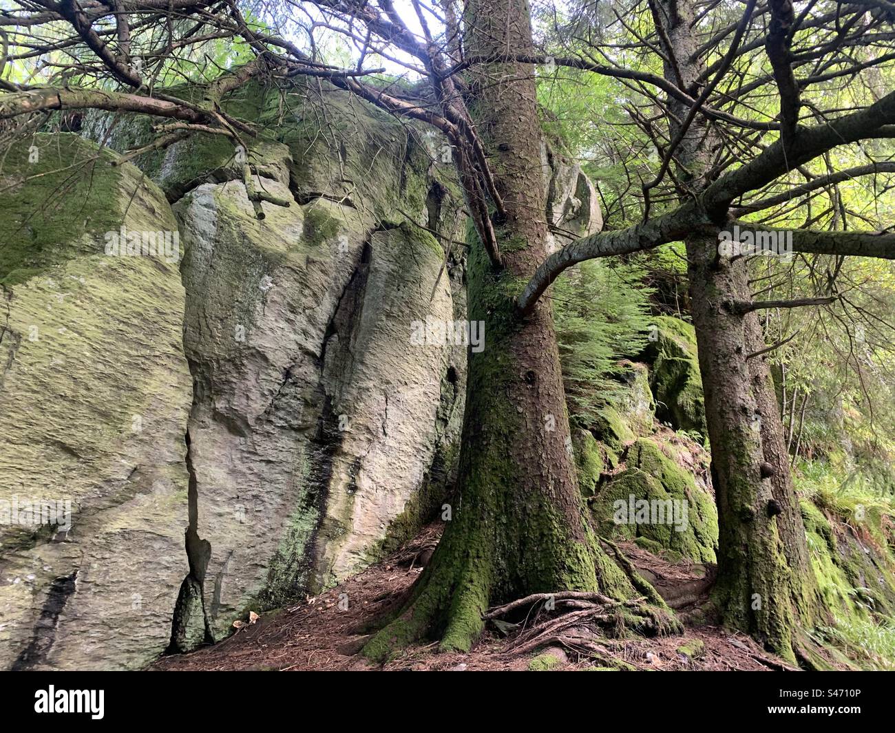 Tree against flat rock Bergen forest Stock Photo - Alamy