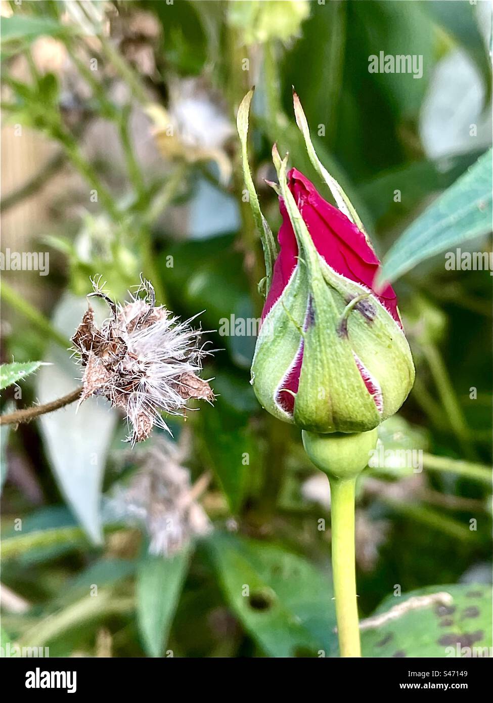 Death into life hi-res stock photography and images - Alamy