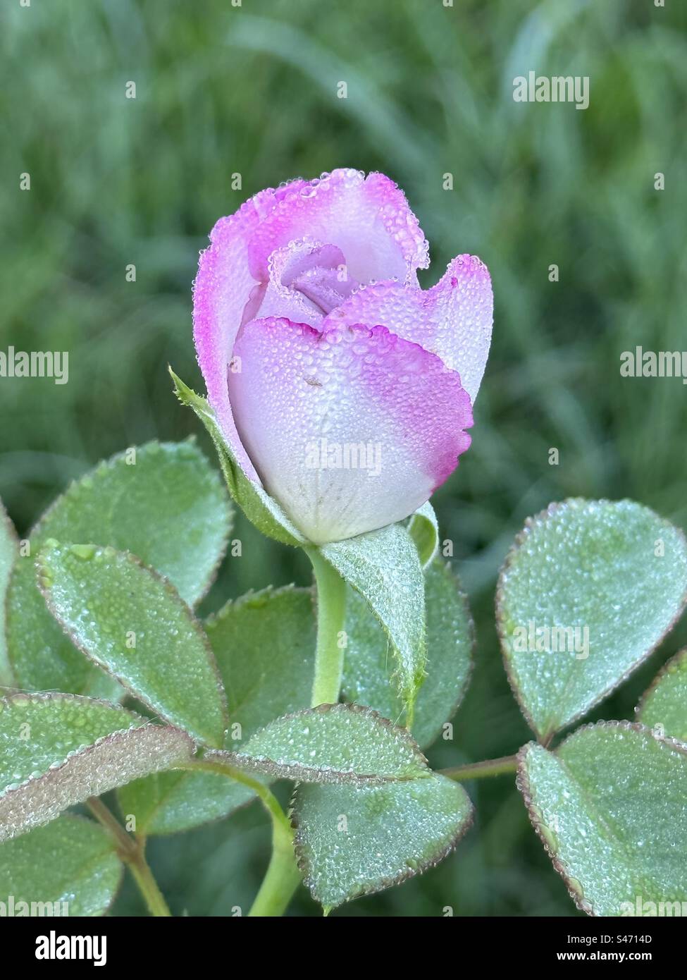 Morning rose hi-res stock photography and images - Alamy