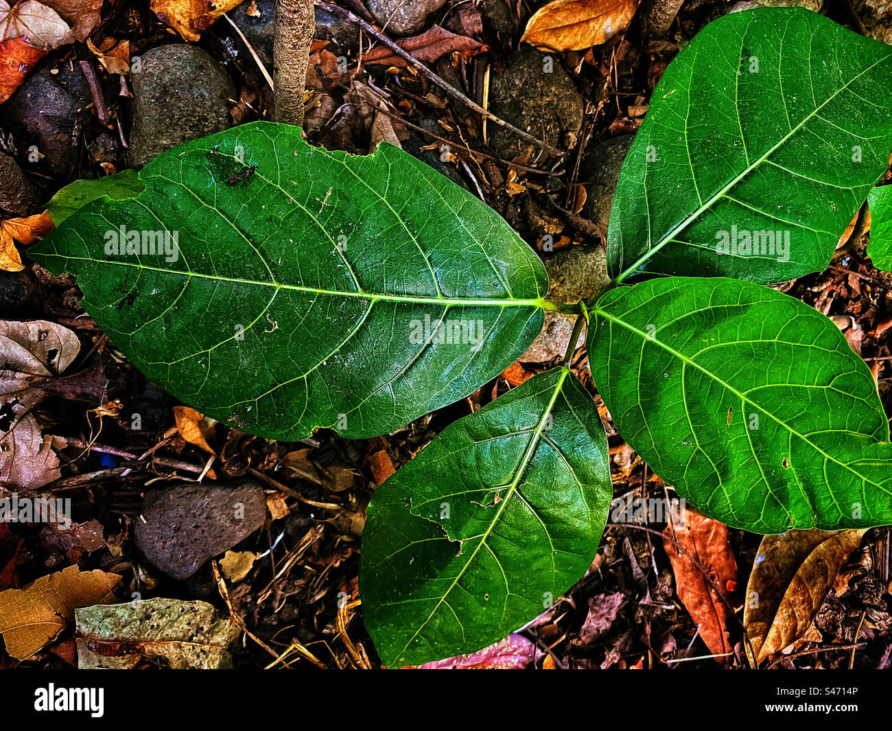 Nature tree leaf hi-res stock photography and images - Alamy