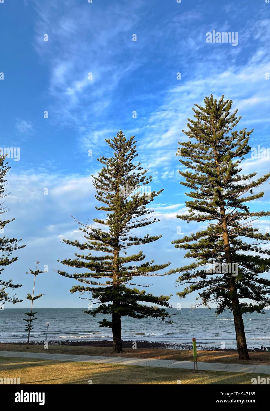 Norfolk pine trees line the beach Stock Photo - Alamy