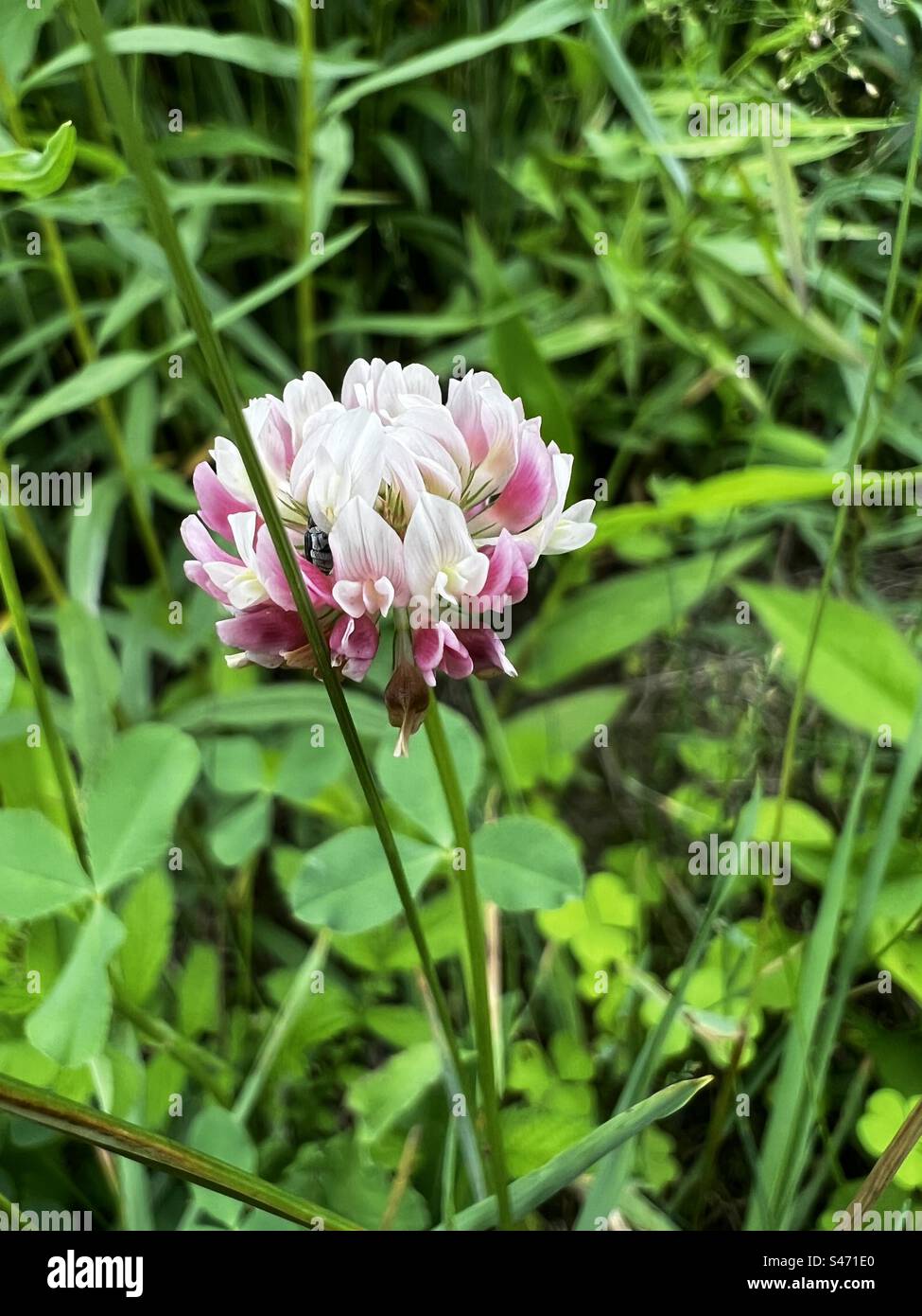 Clover nature hi-res stock photography and images - Alamy